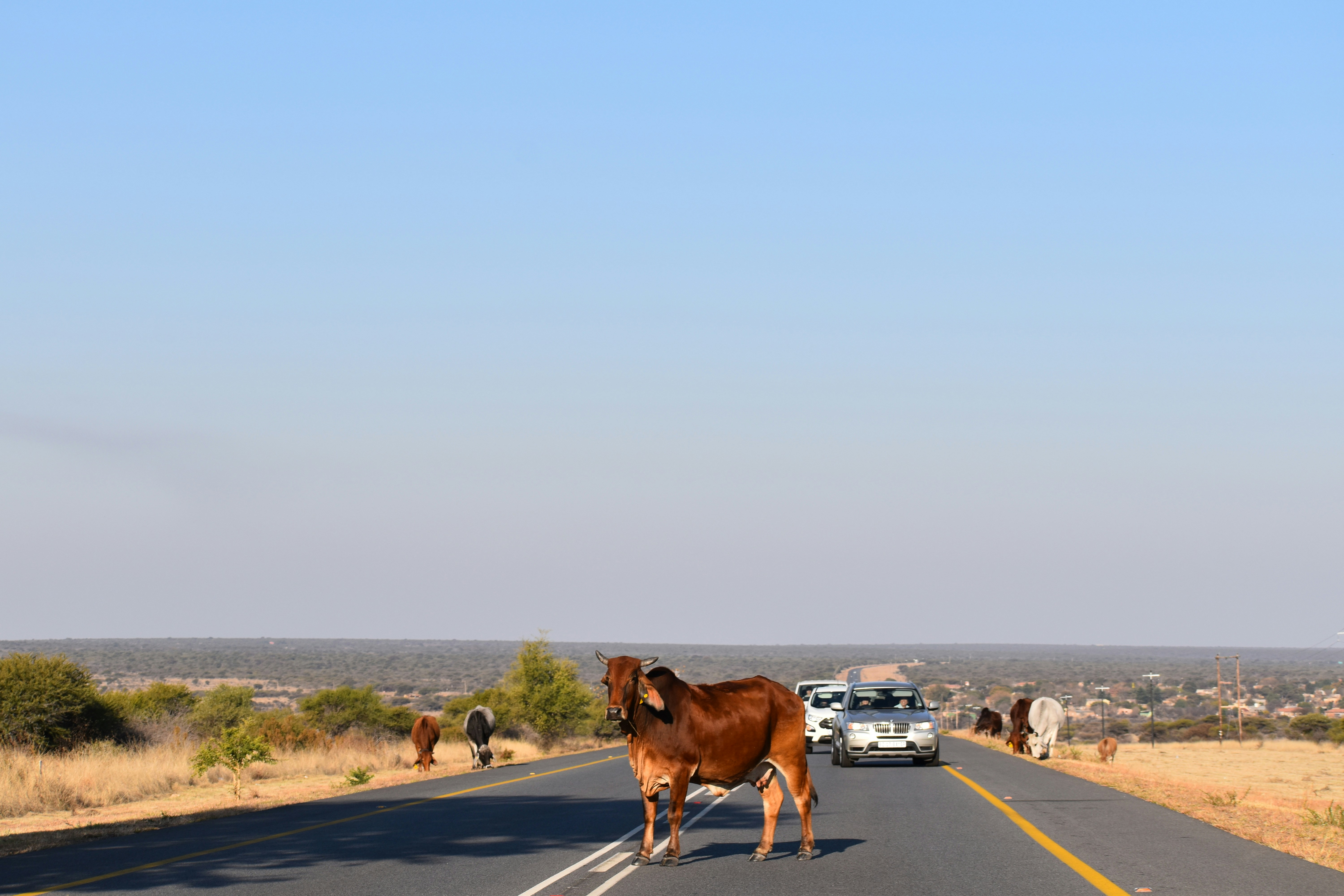 Desert Highway Stallion: A Brown Horse Pauses on a Quiet Two-Lane Road