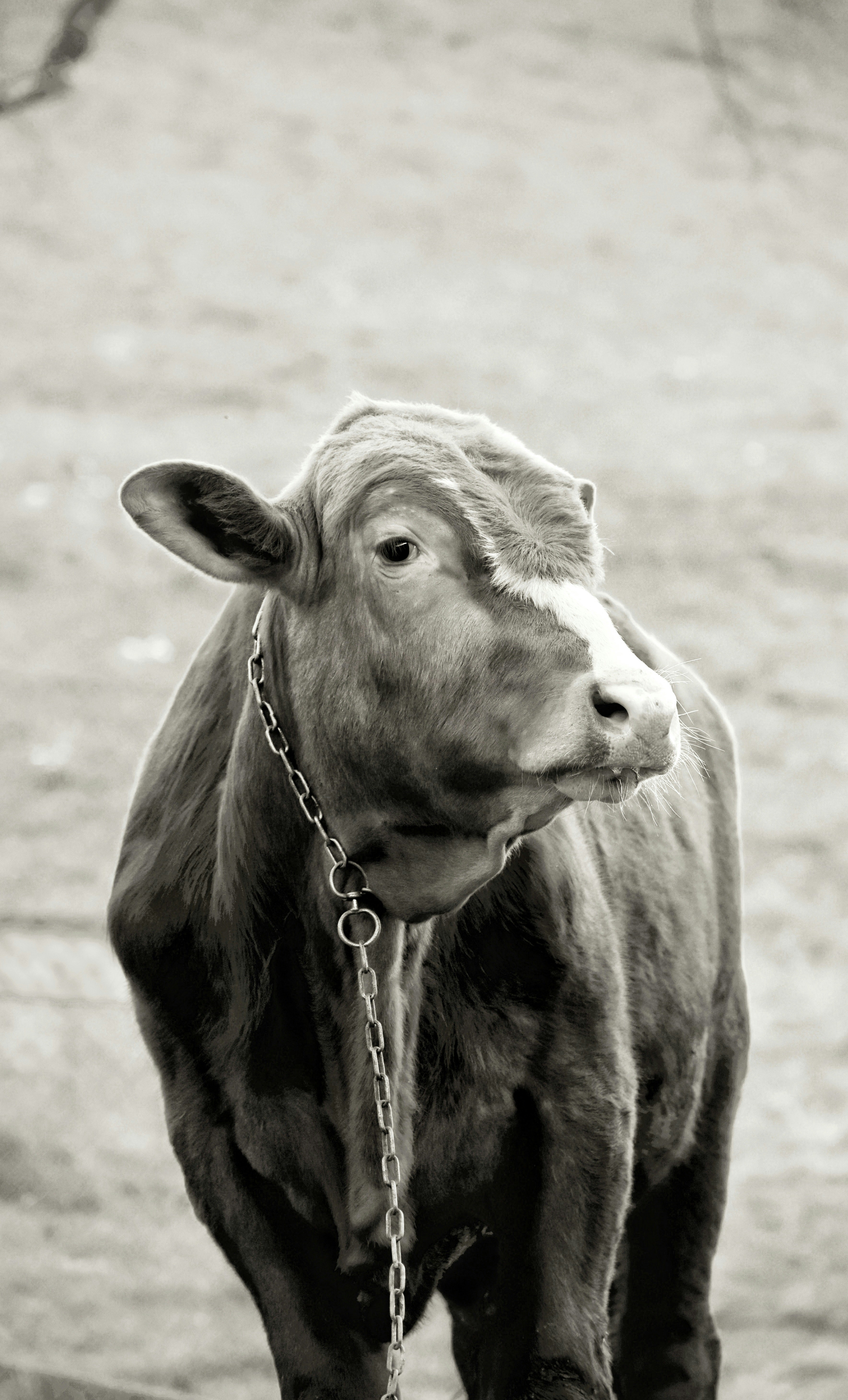 Una foto en blanco y negro de una vaca con una cadena alrededor de su ...