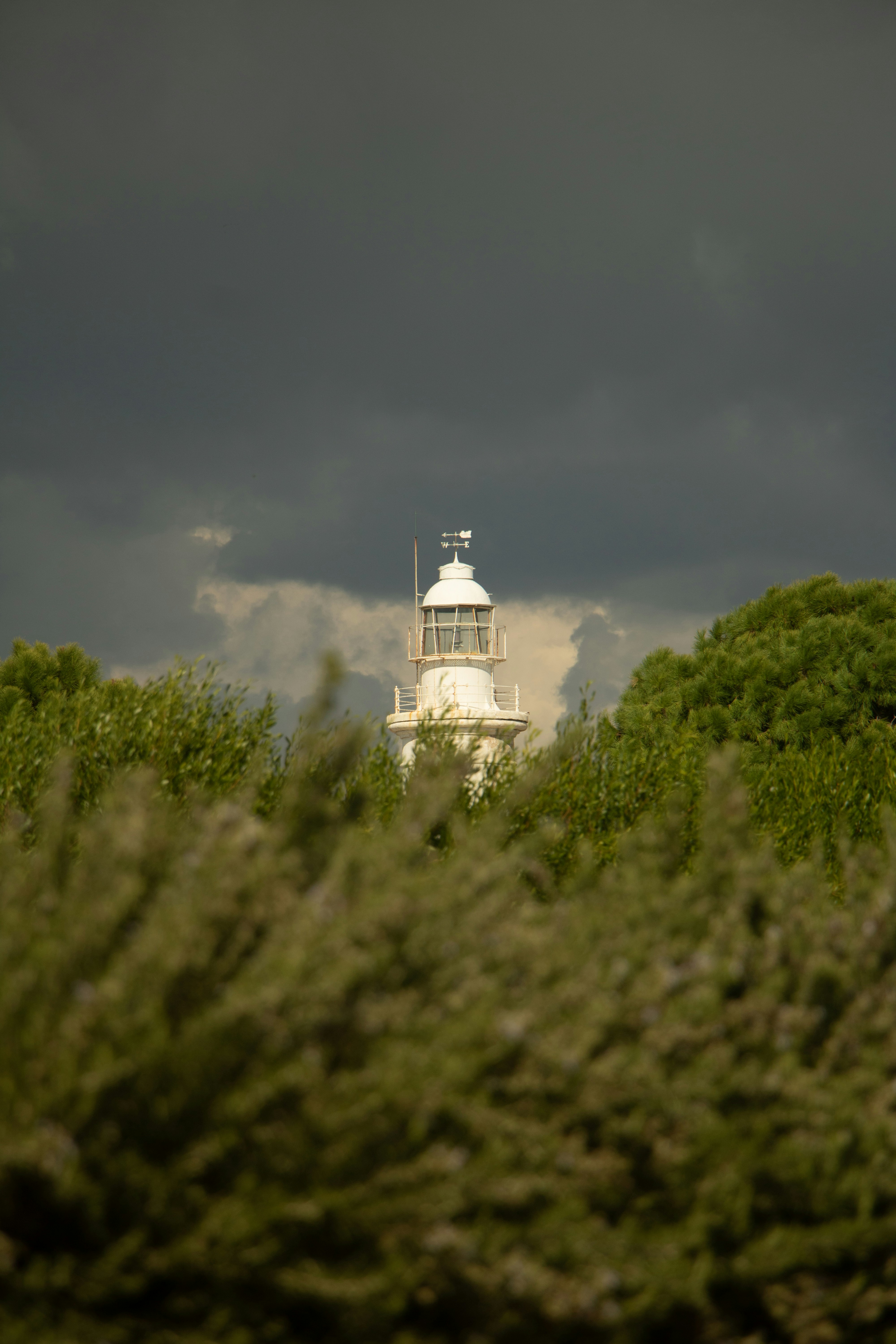 Beacon Above the Canopy: A Lighthouse Breaching the Stormy Calm