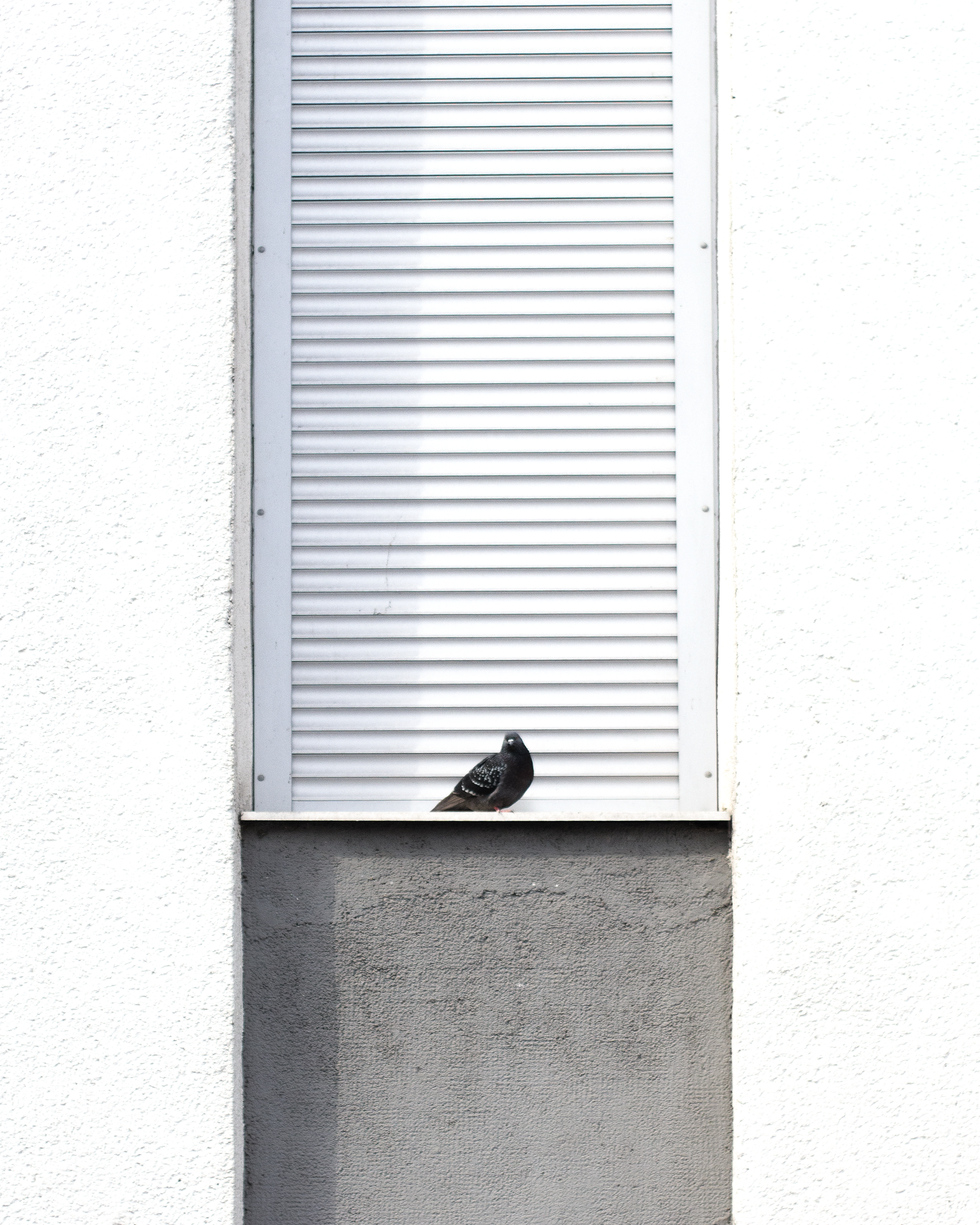 Pigeon on a Narrow Ledge: A Quiet Study in White and Steel