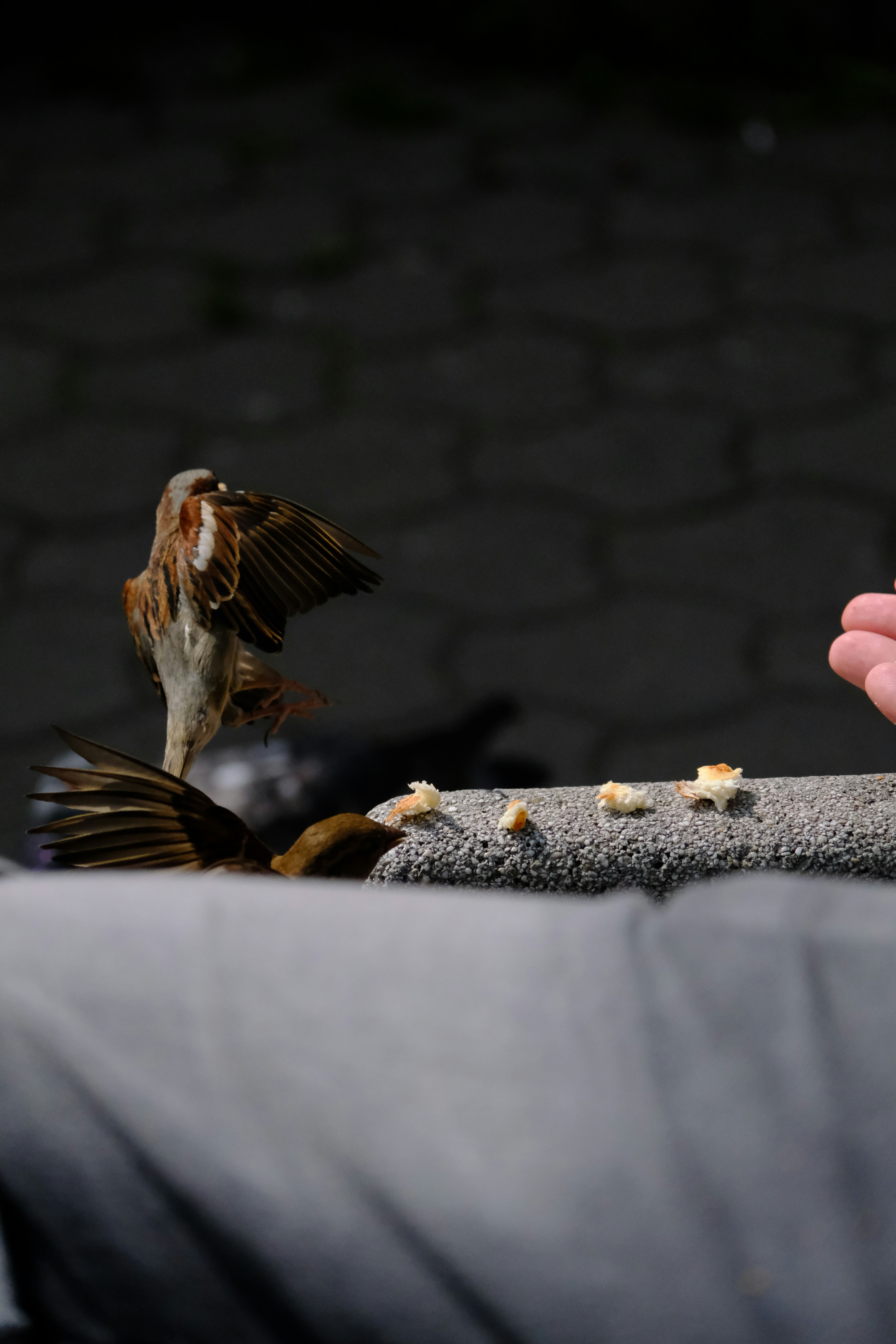 Crumbs in Reach: A Sparrow's Bold Pause by a Reaching Hand