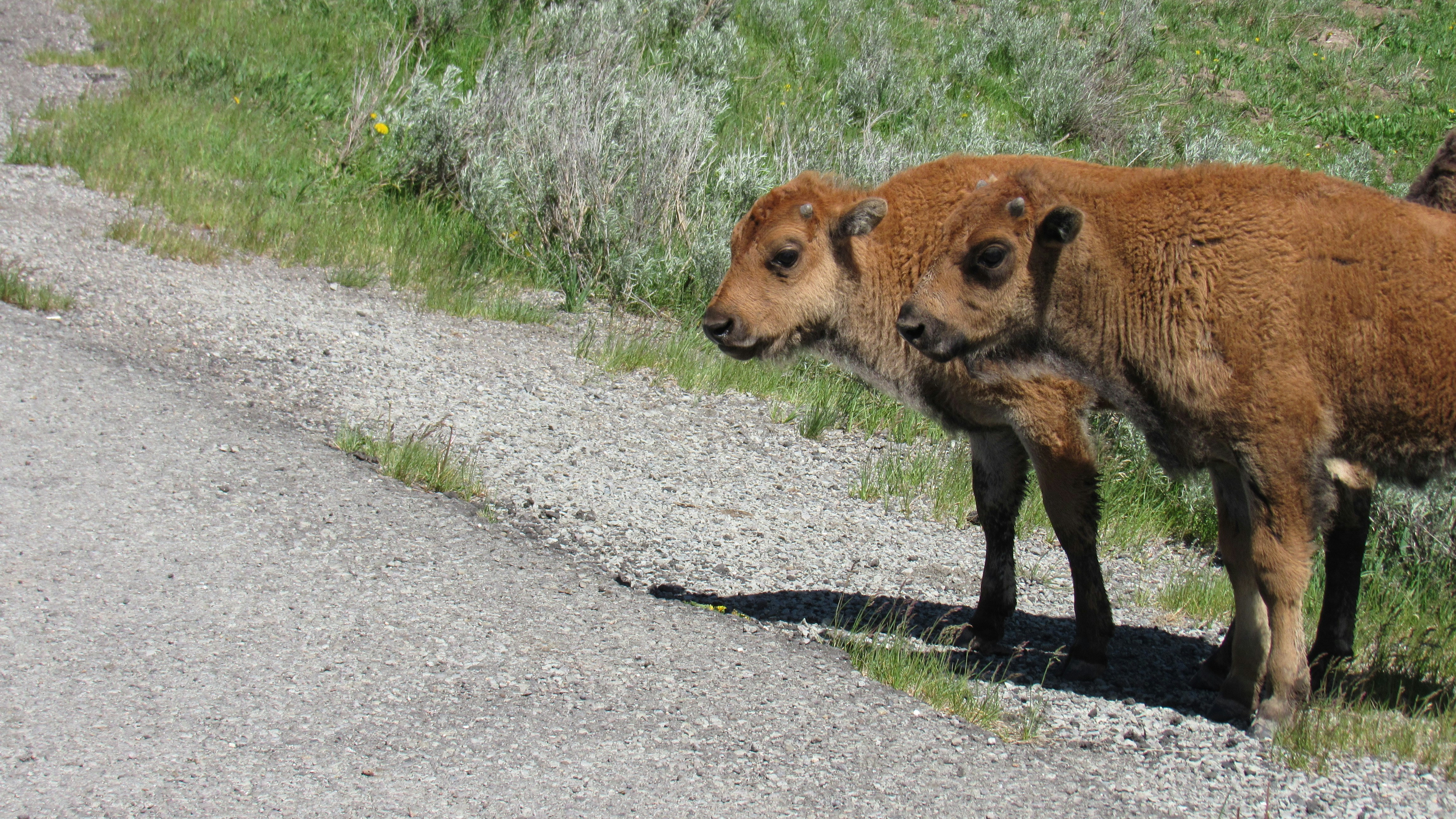 Two Bighorn-Top Canines at the Gravel Edge