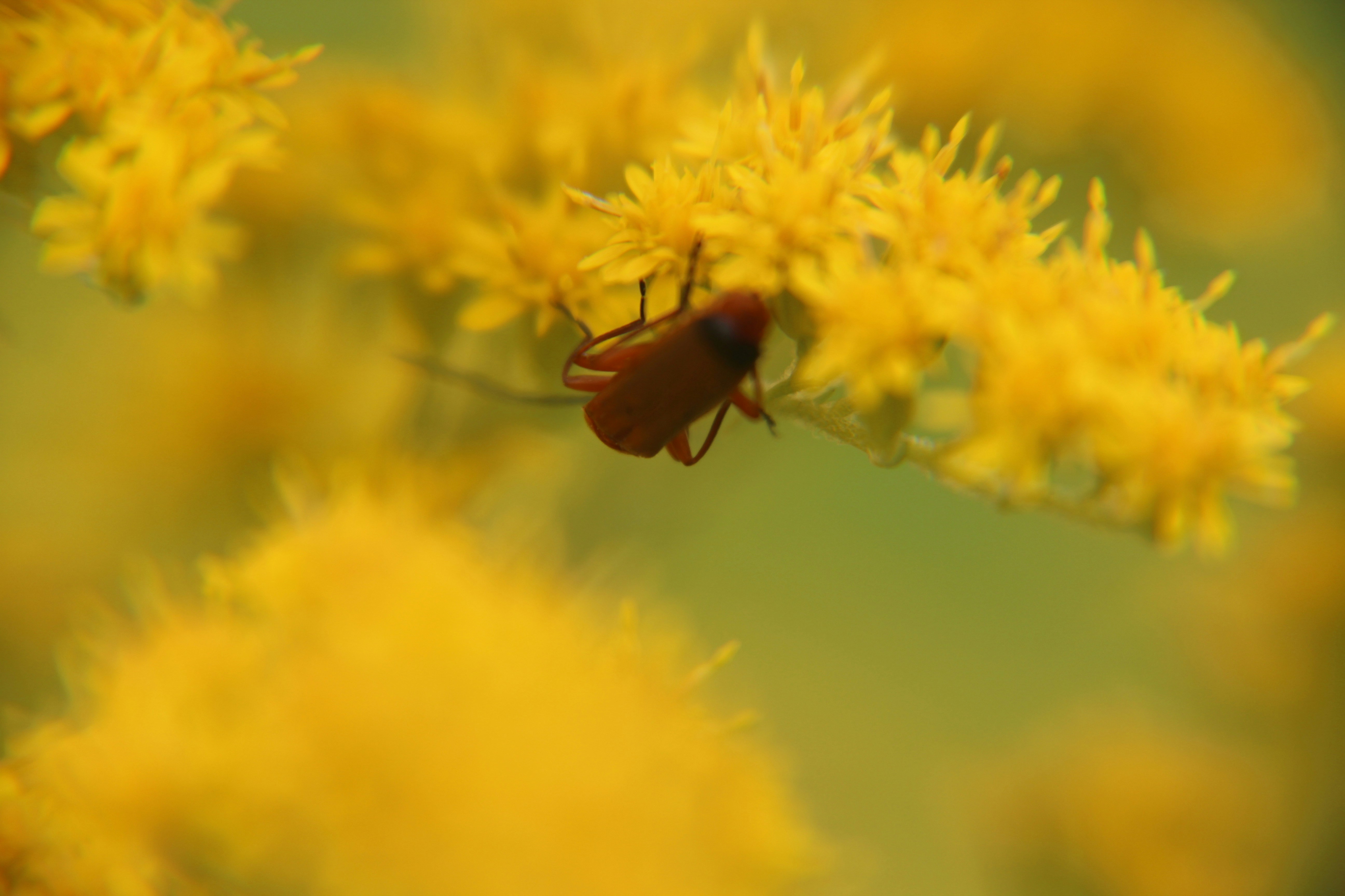 Tiny Red Beetle on a Velvet Field of Golden Blooms