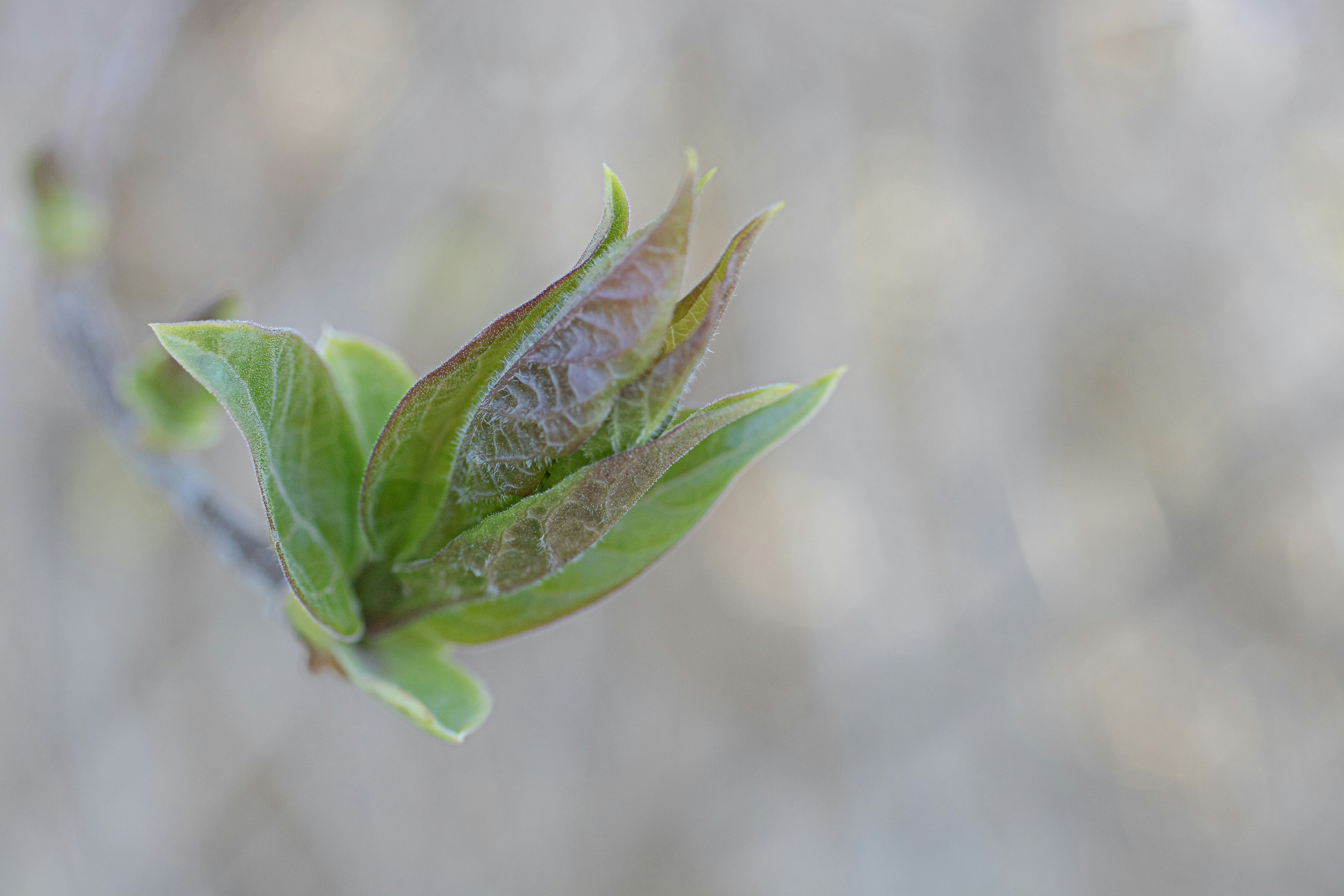 A close-up photo of willow bud