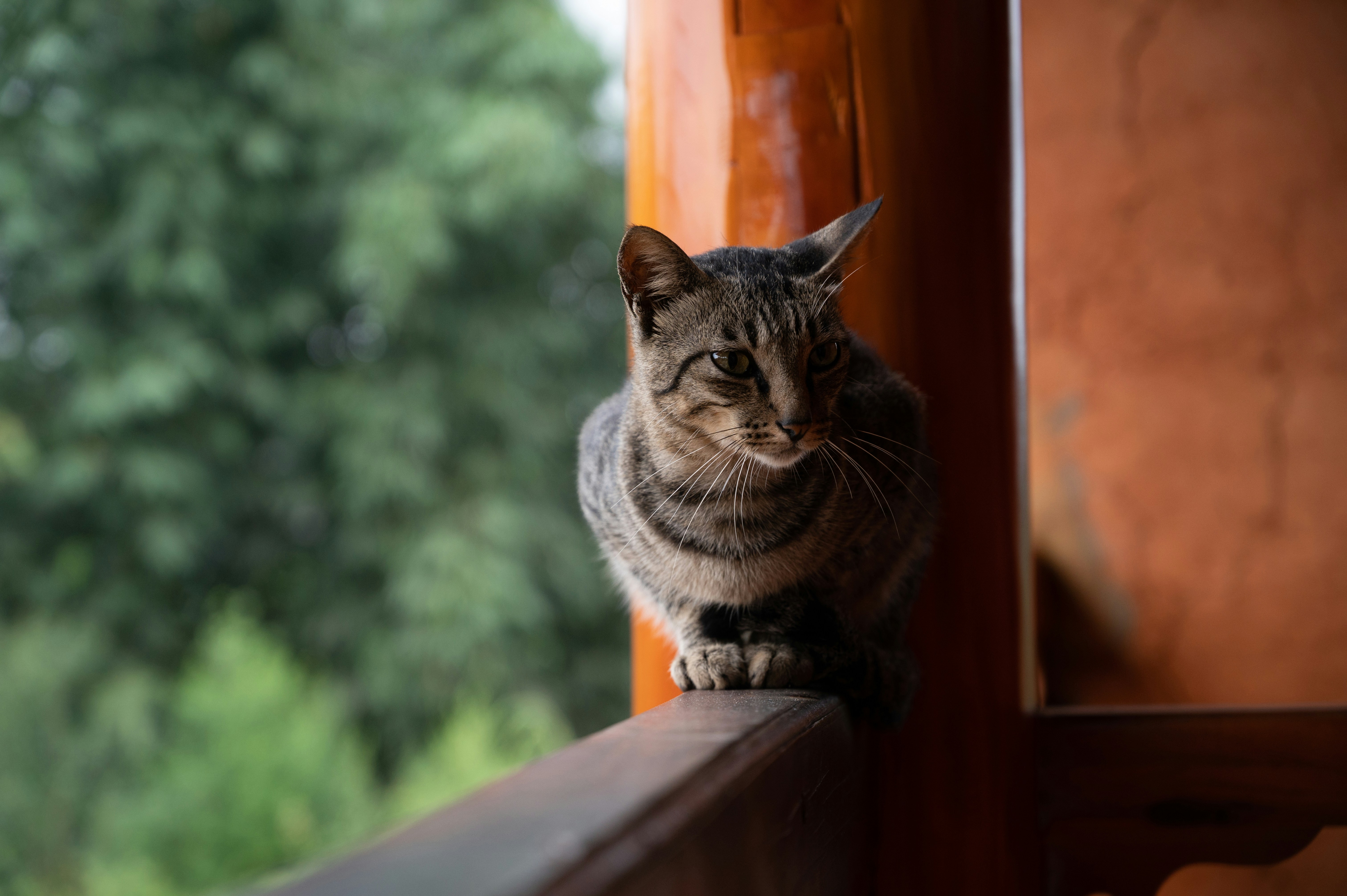 Tabby cat perched on a wooden railing against a blurred green background.