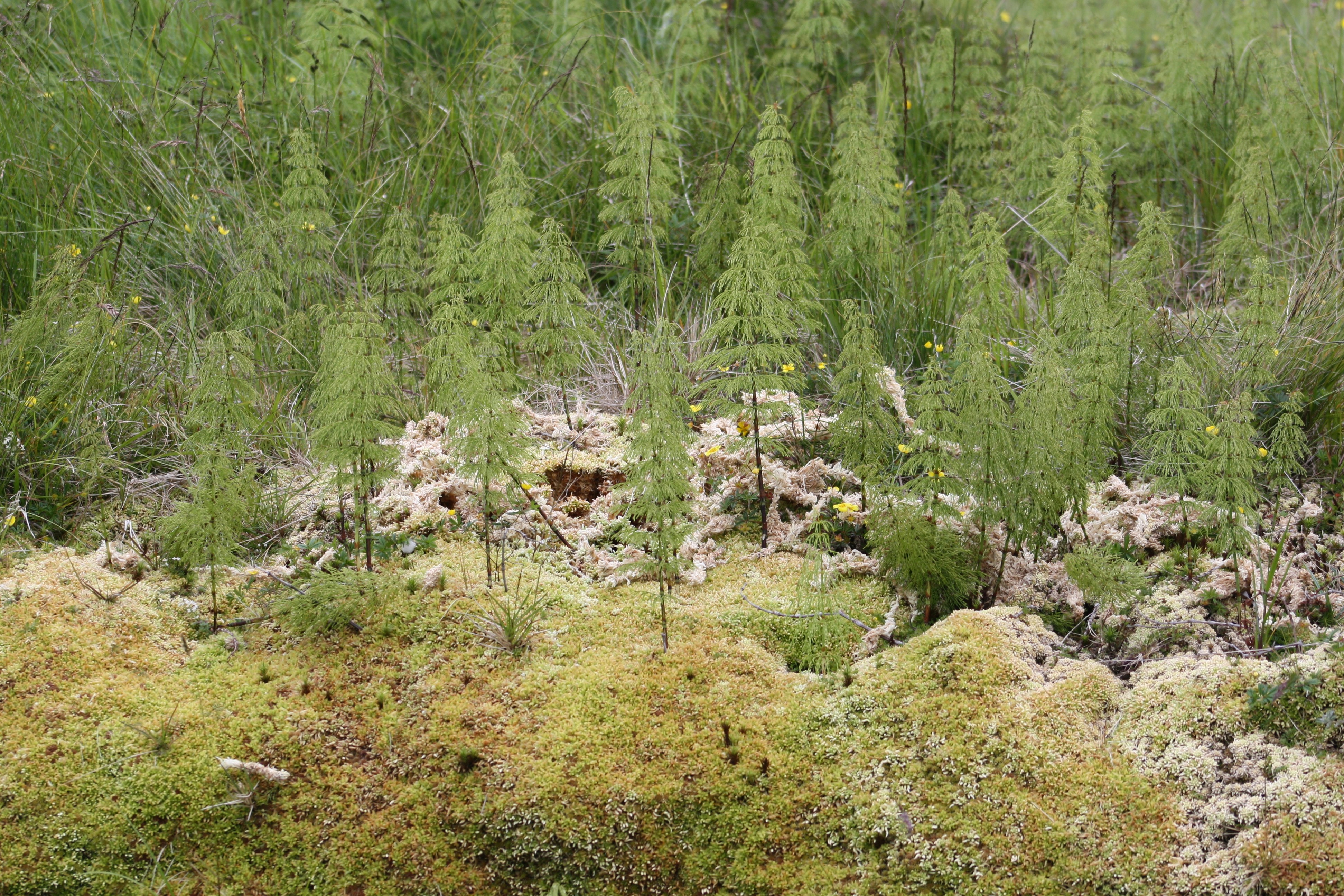 Mossy hillside forest floor: a quiet mix of green conifers and lichen-covered terrain