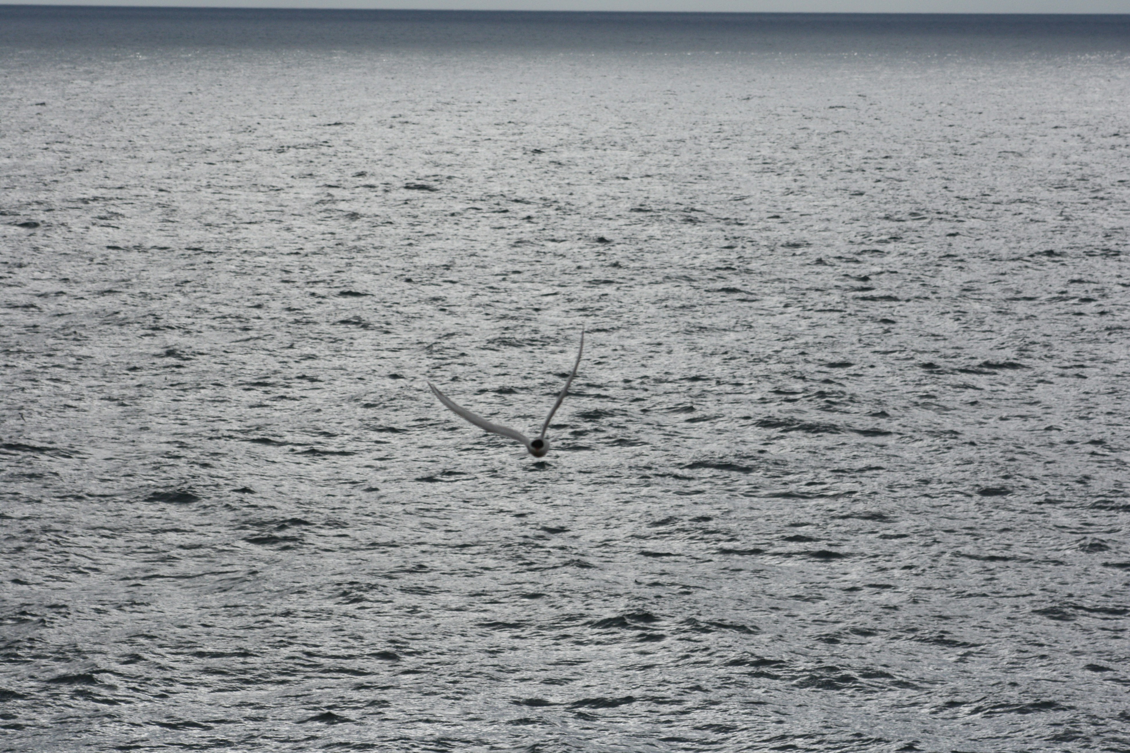 Centered Glide: A Gull Over a Quiet Gray Sea