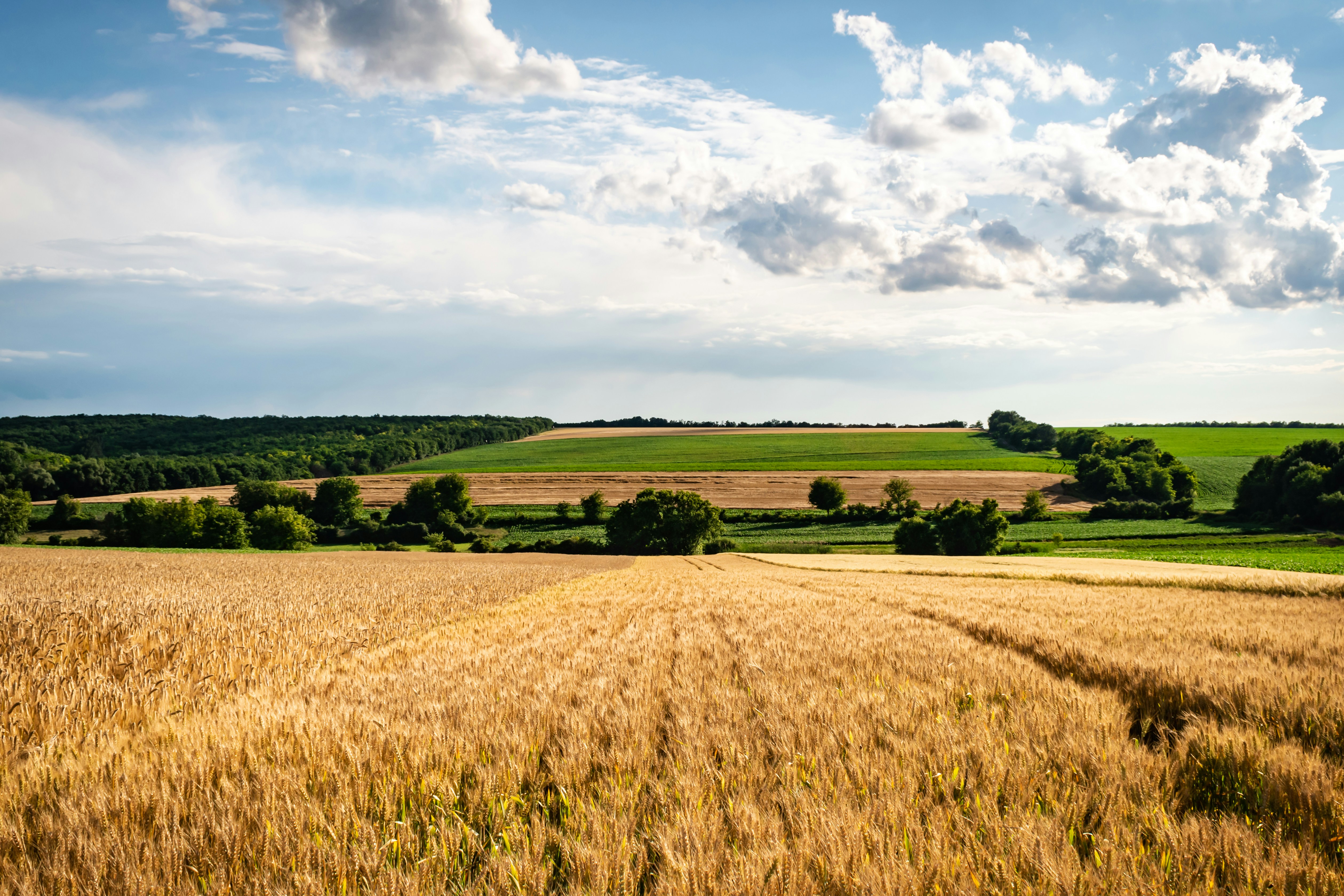 A large field of grass with trees in the background photo – Free Scenic ...