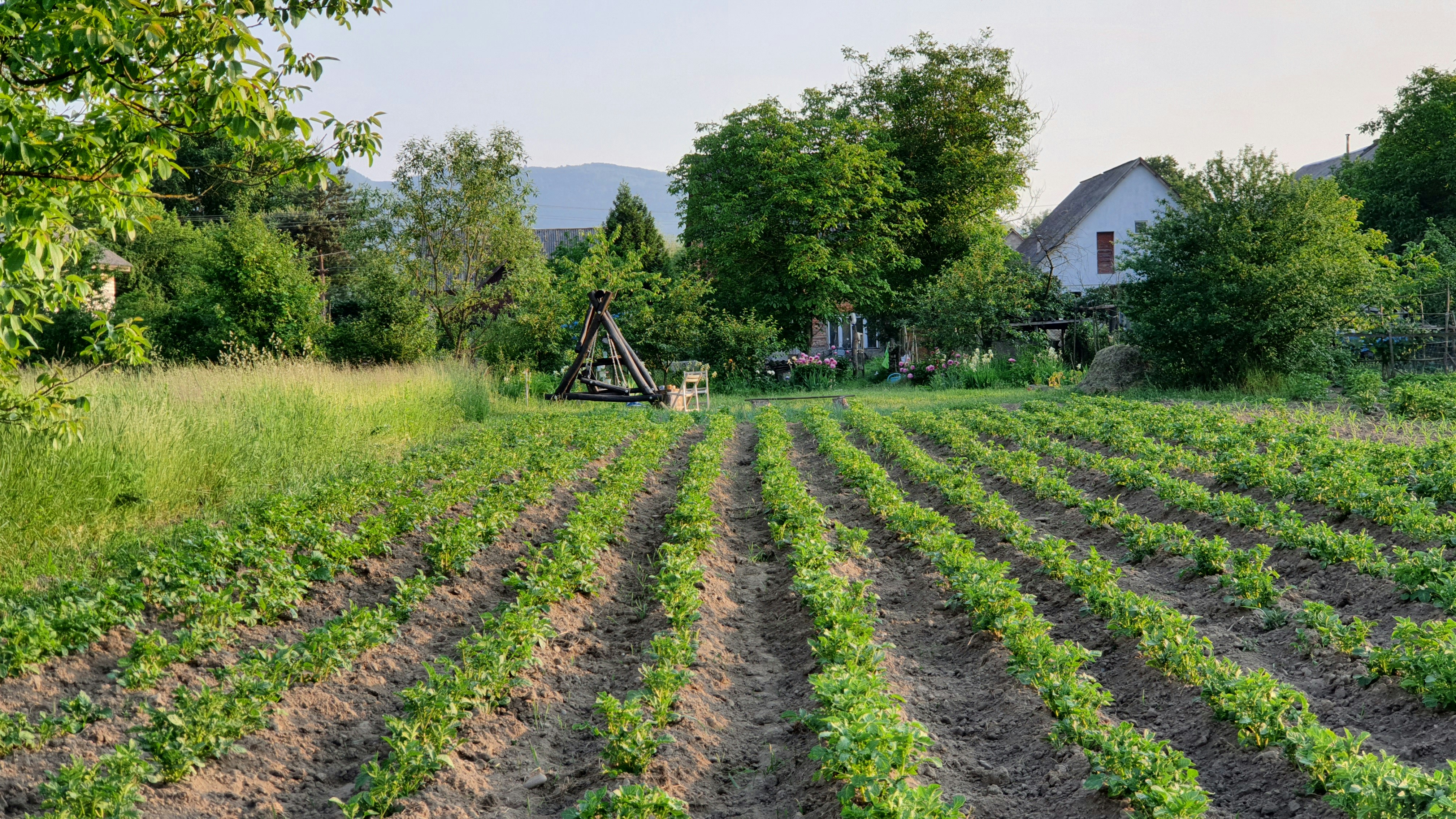 rural garden with a house