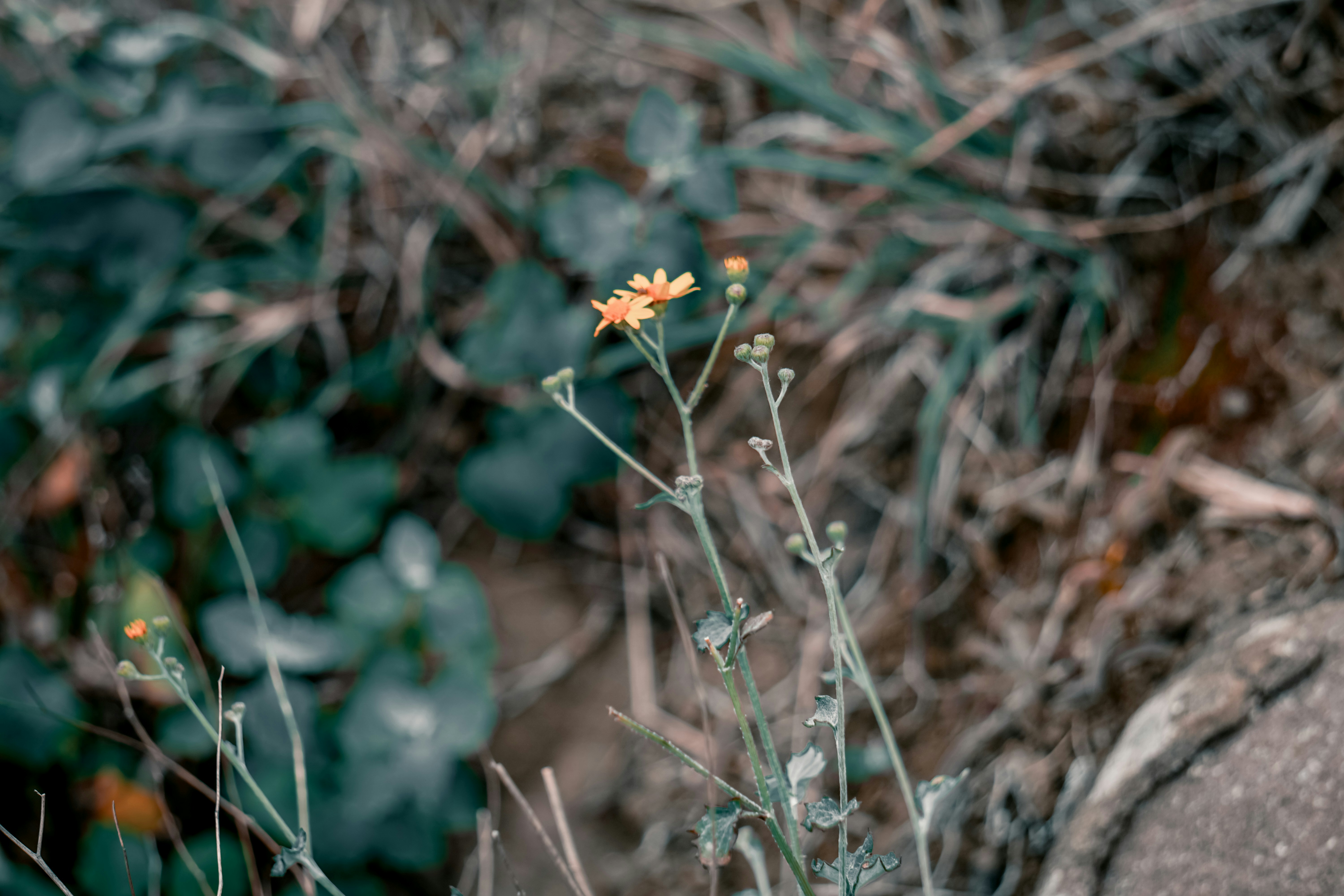 Tiny Orange Bloom Reaching Through Weeds Along a Rocky Edge