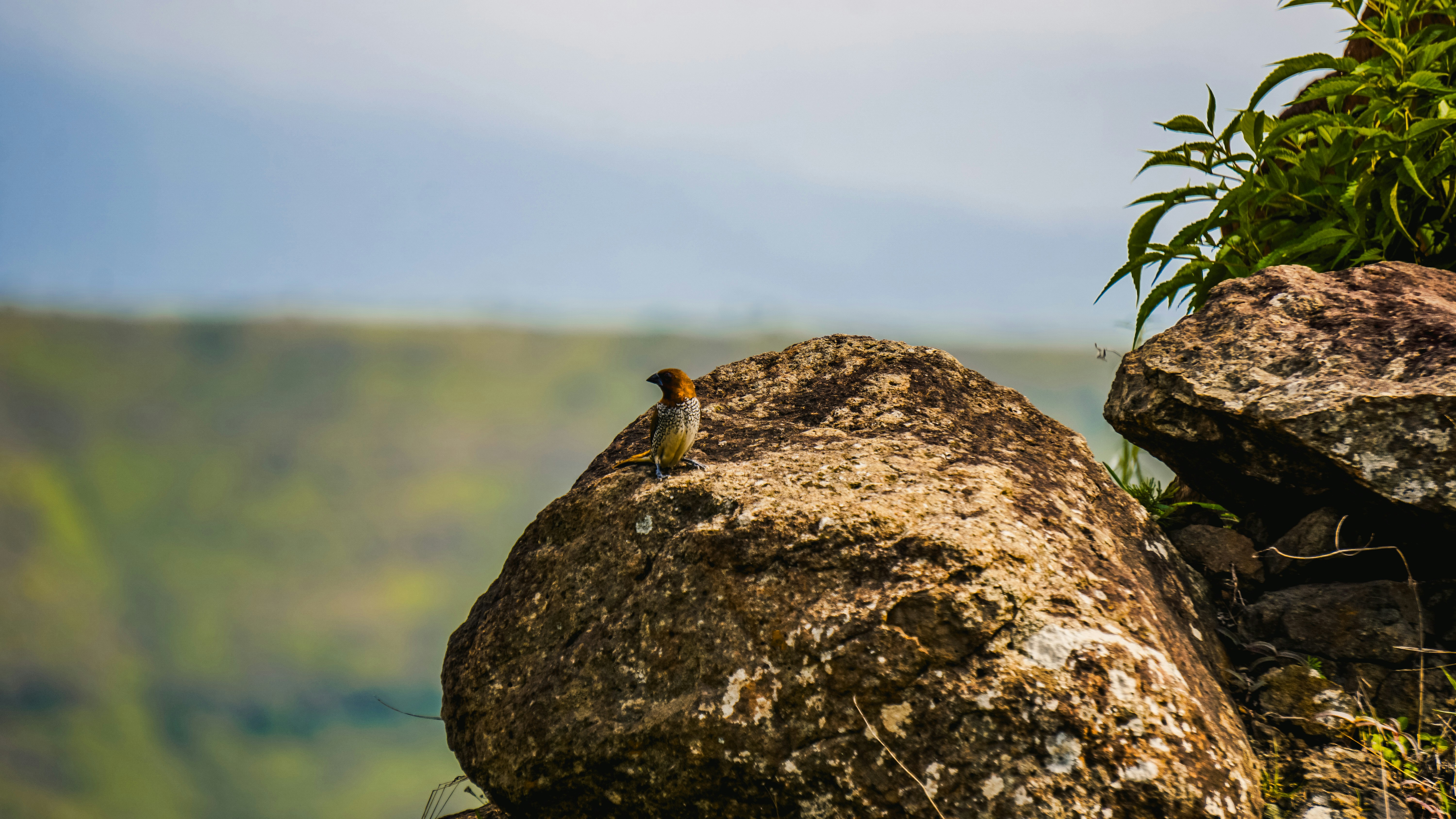 Rocky Perch: A Small Bird Scopes the Horizon