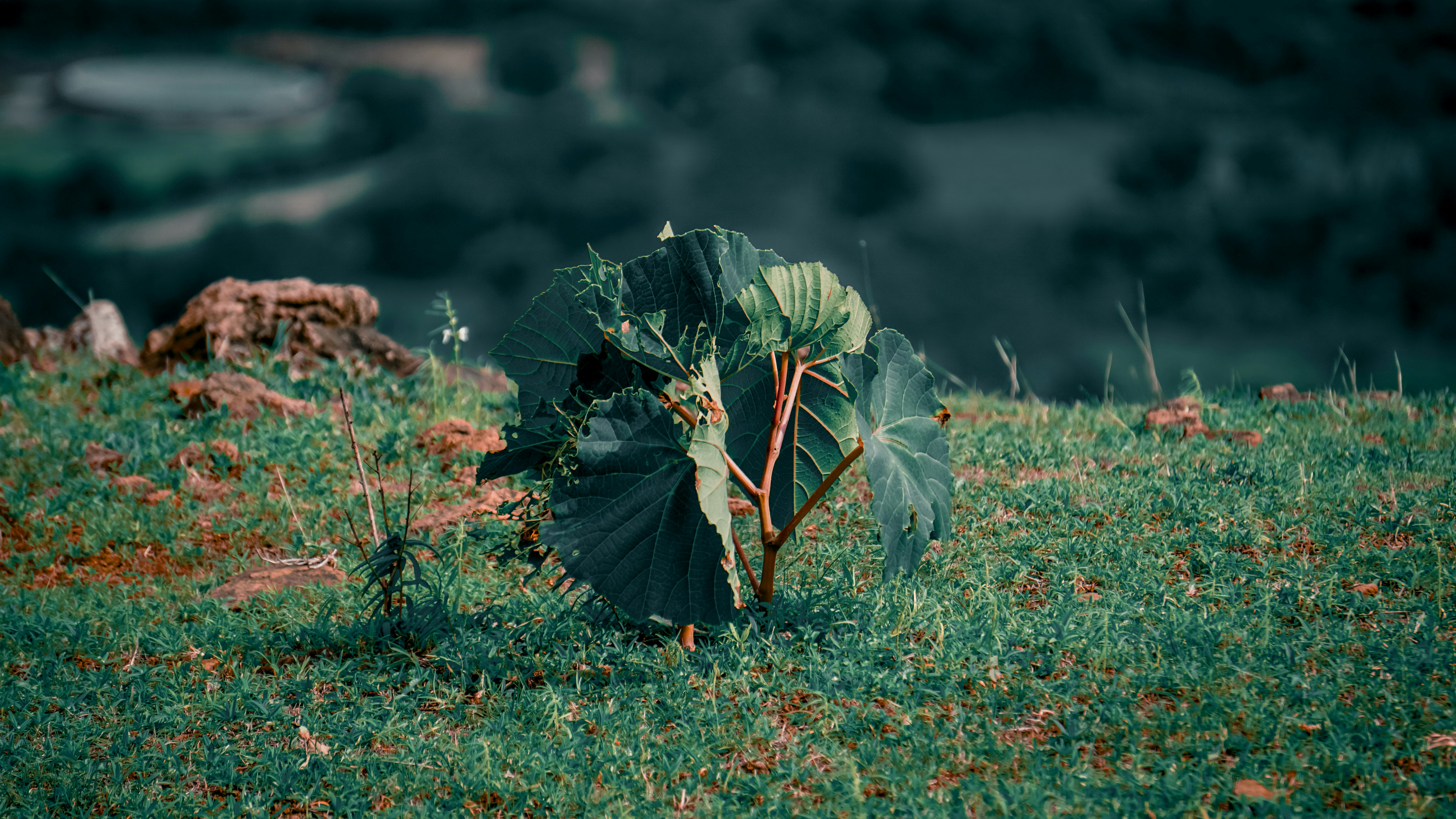 Curled Green Sentinel on a Grass Hill