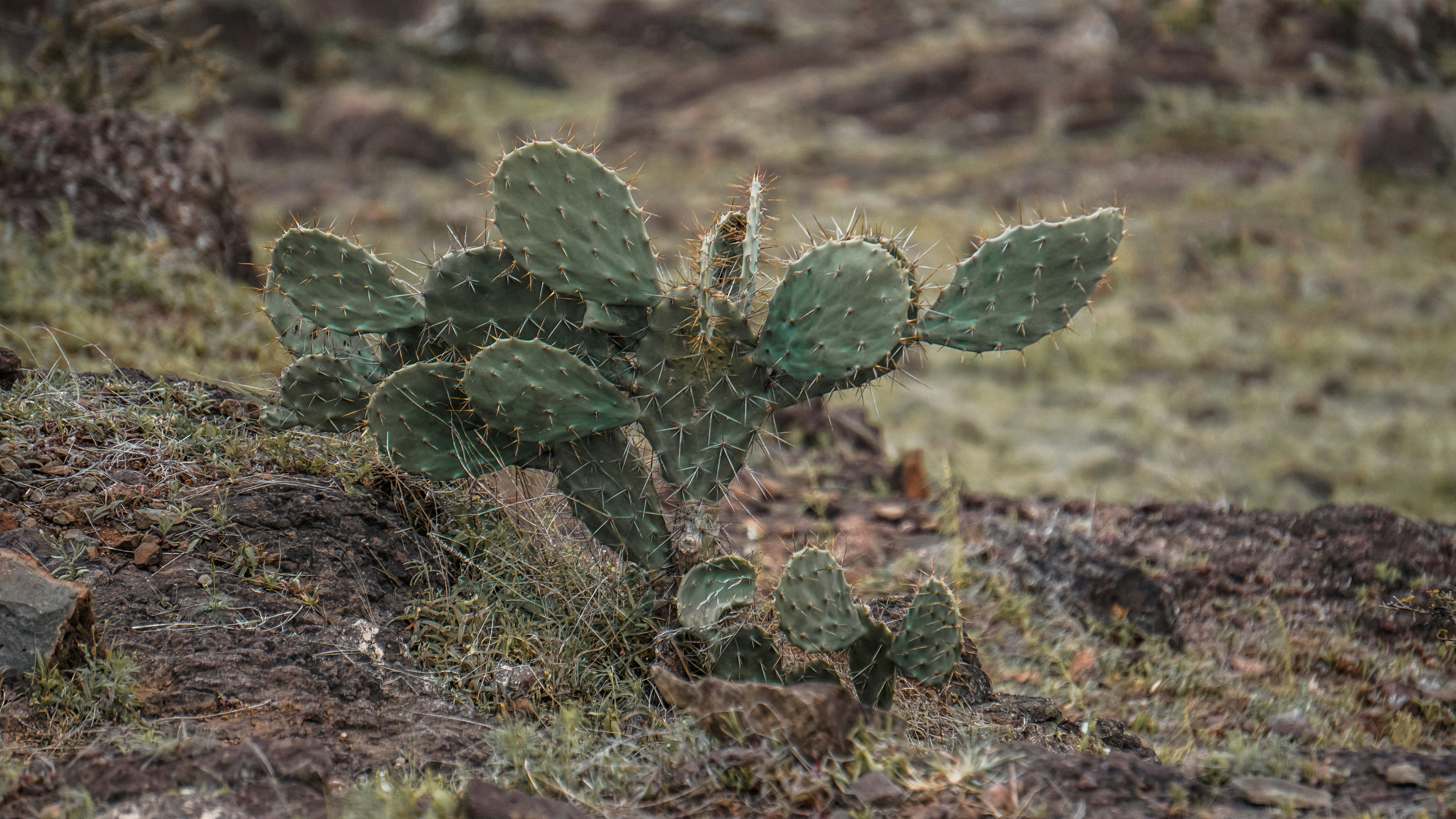 Opuntia on the Lava Field: Desert Quiet in Soft Morning Light