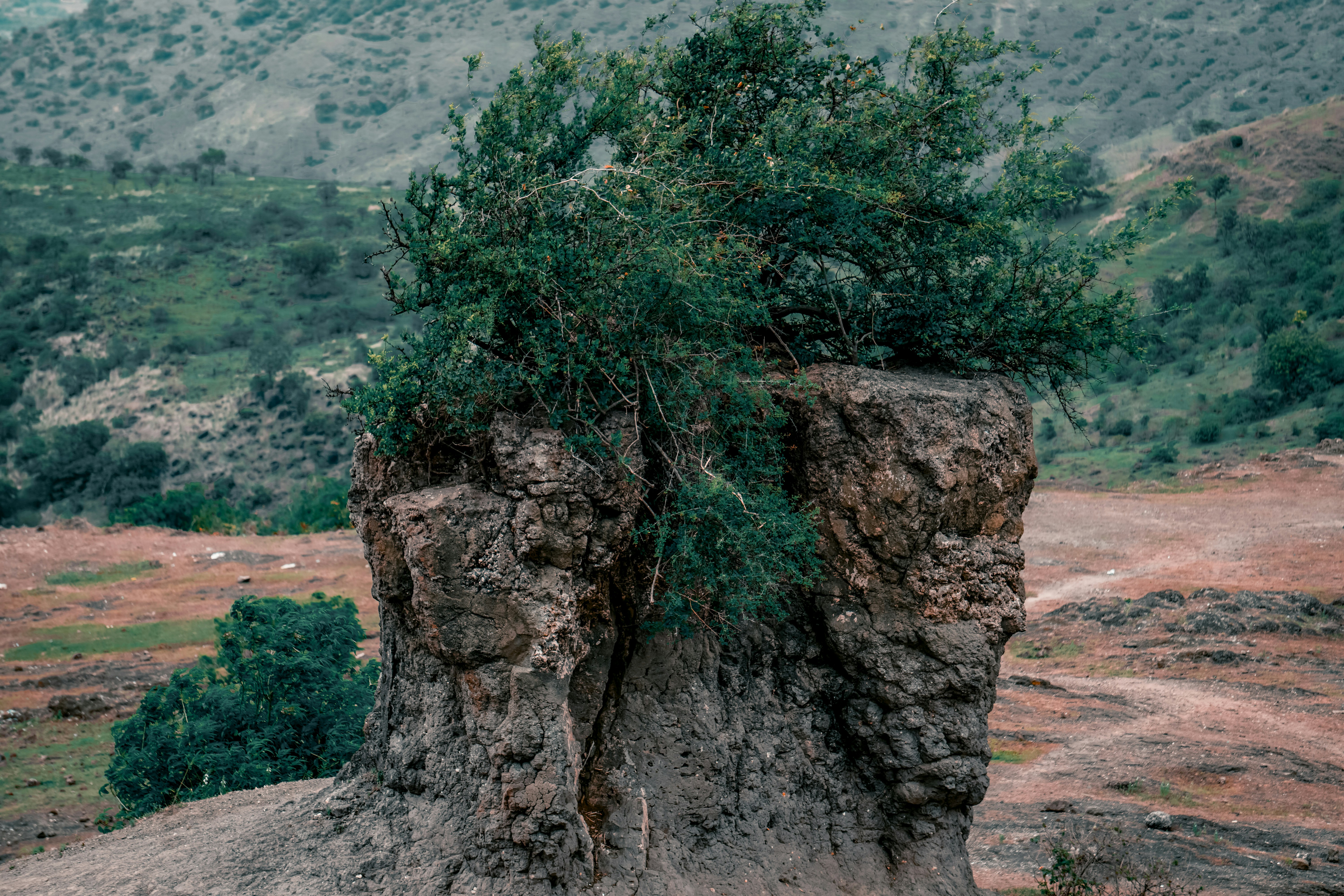 A tree growing out of a rock outcropping photo – Free Vegetation Image ...