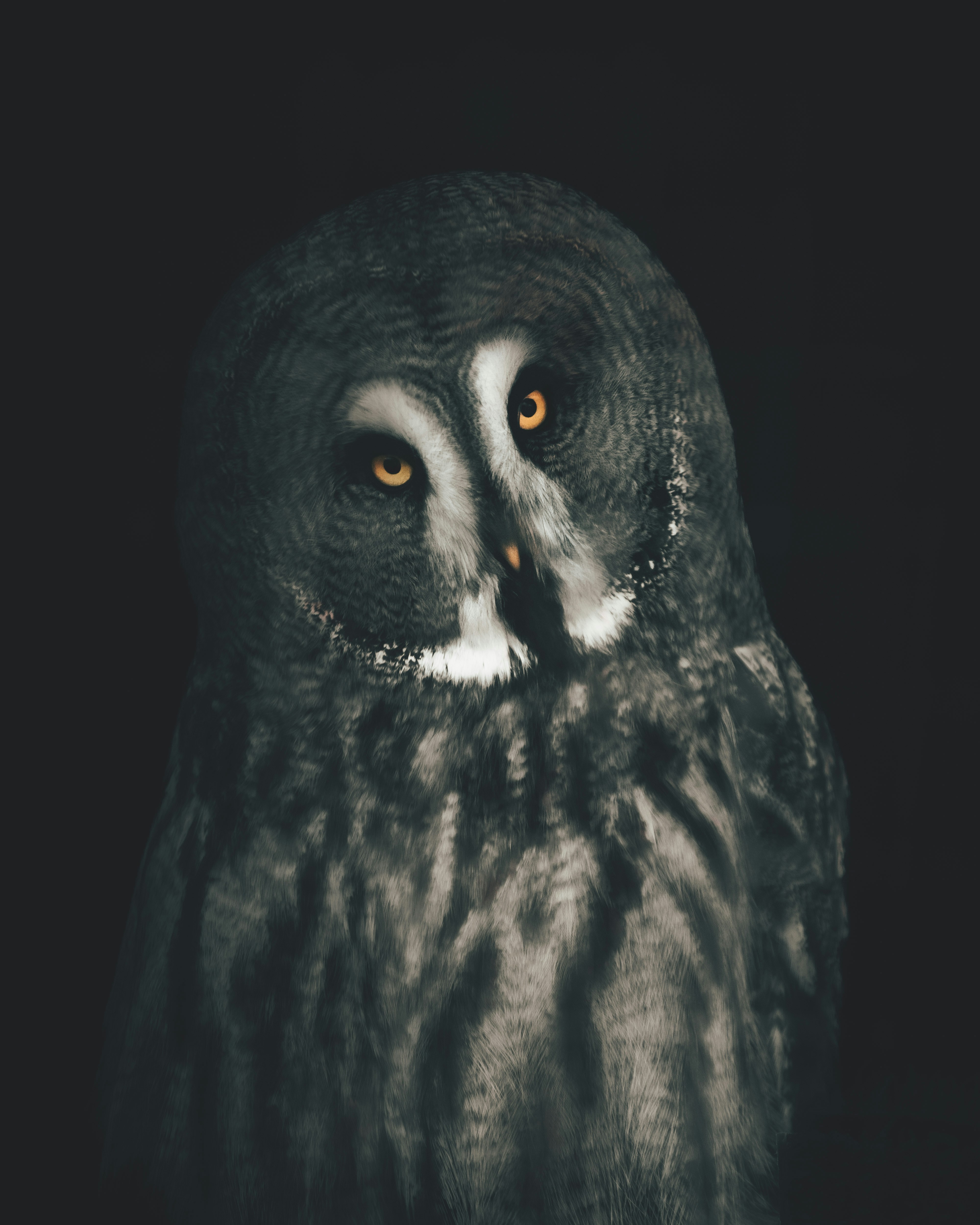 Amber-Eyed Owl in Velvet Darkness: A Close-Up Portrait