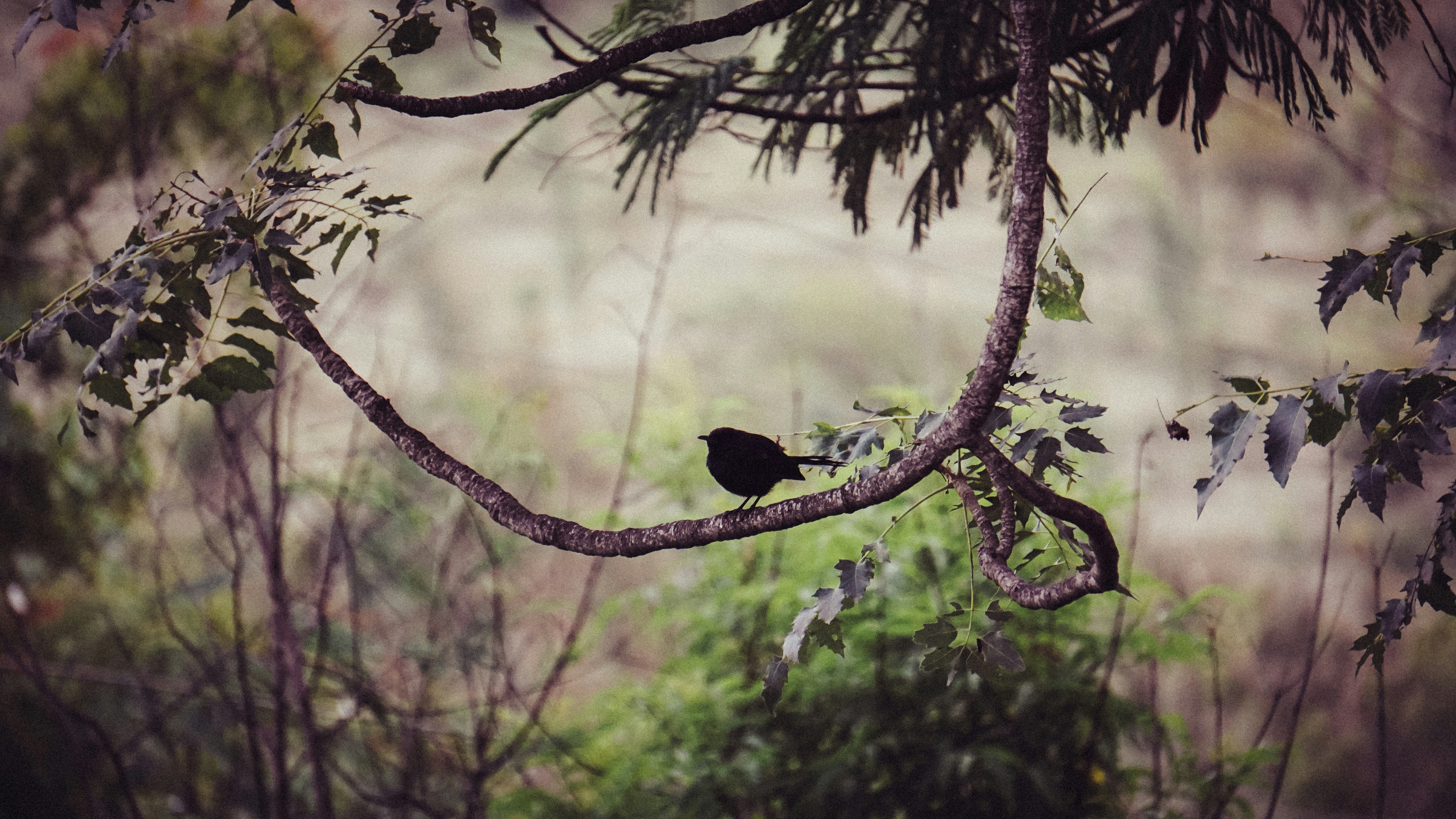 Black Bird on a Curved Branch in Soft Forest Light