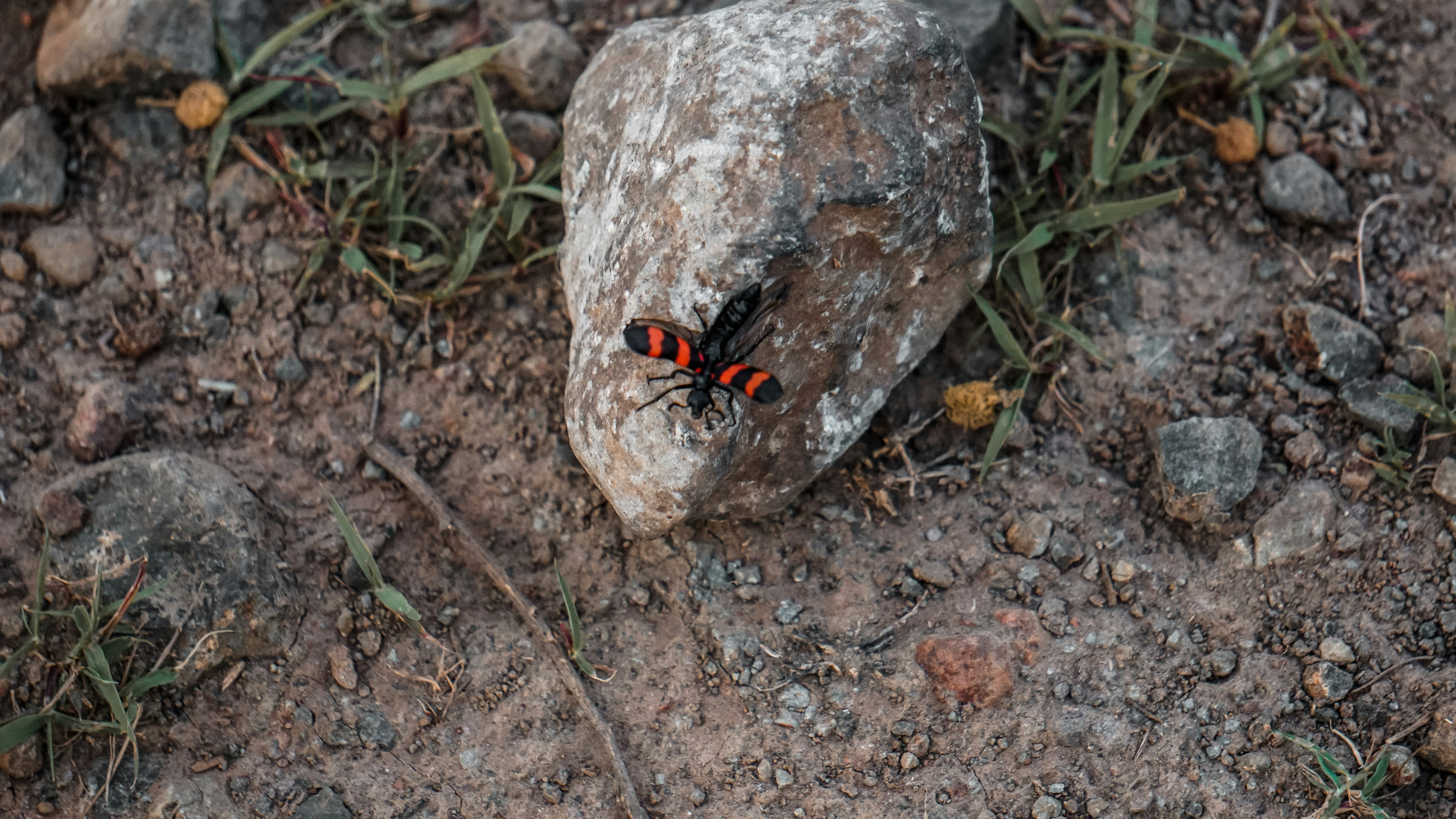 Crimson-striped Wasp on a Weathered Rock Amid Pebbled Ground