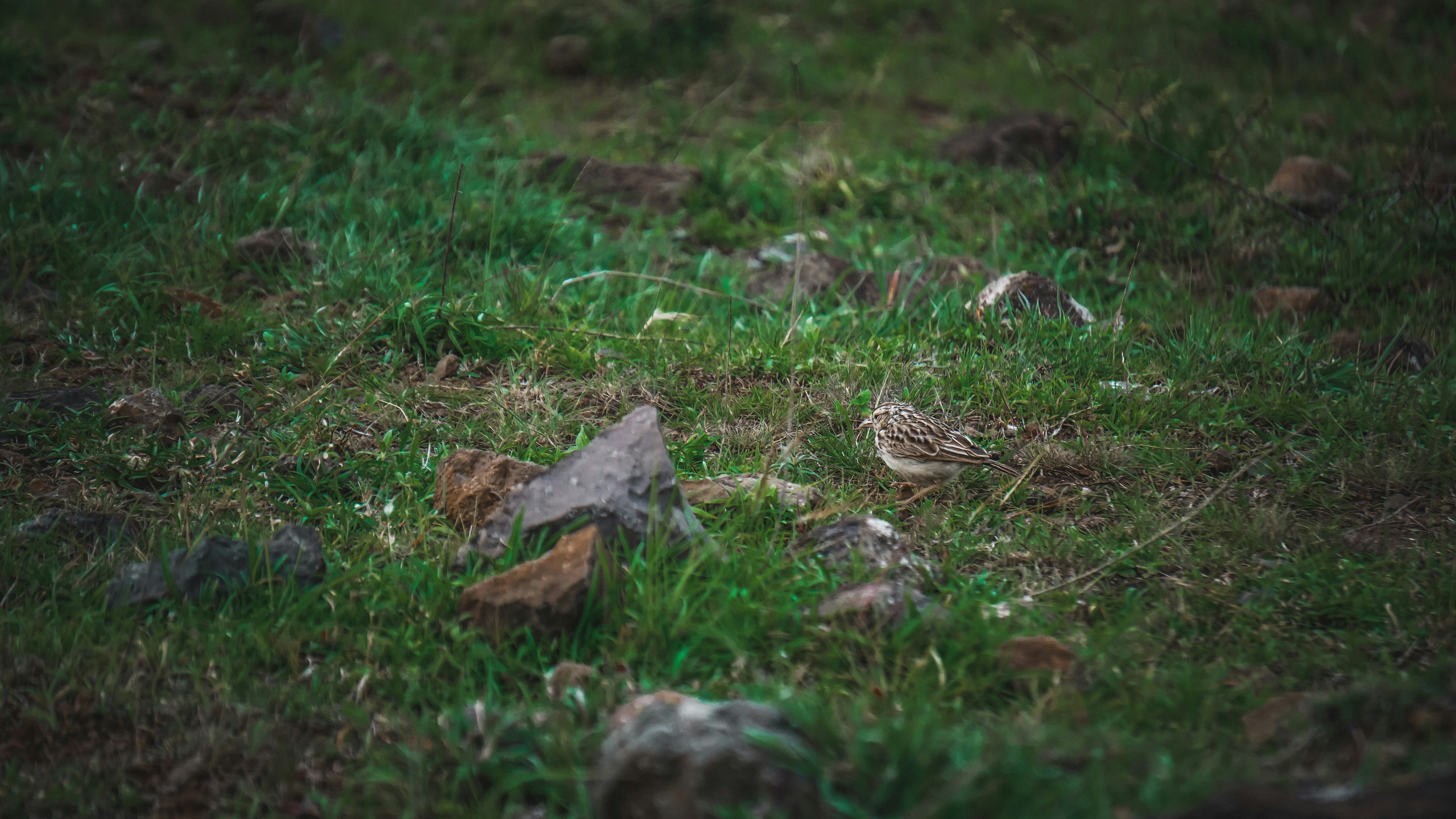 A sparrow's quiet pause amid grass and pebbles