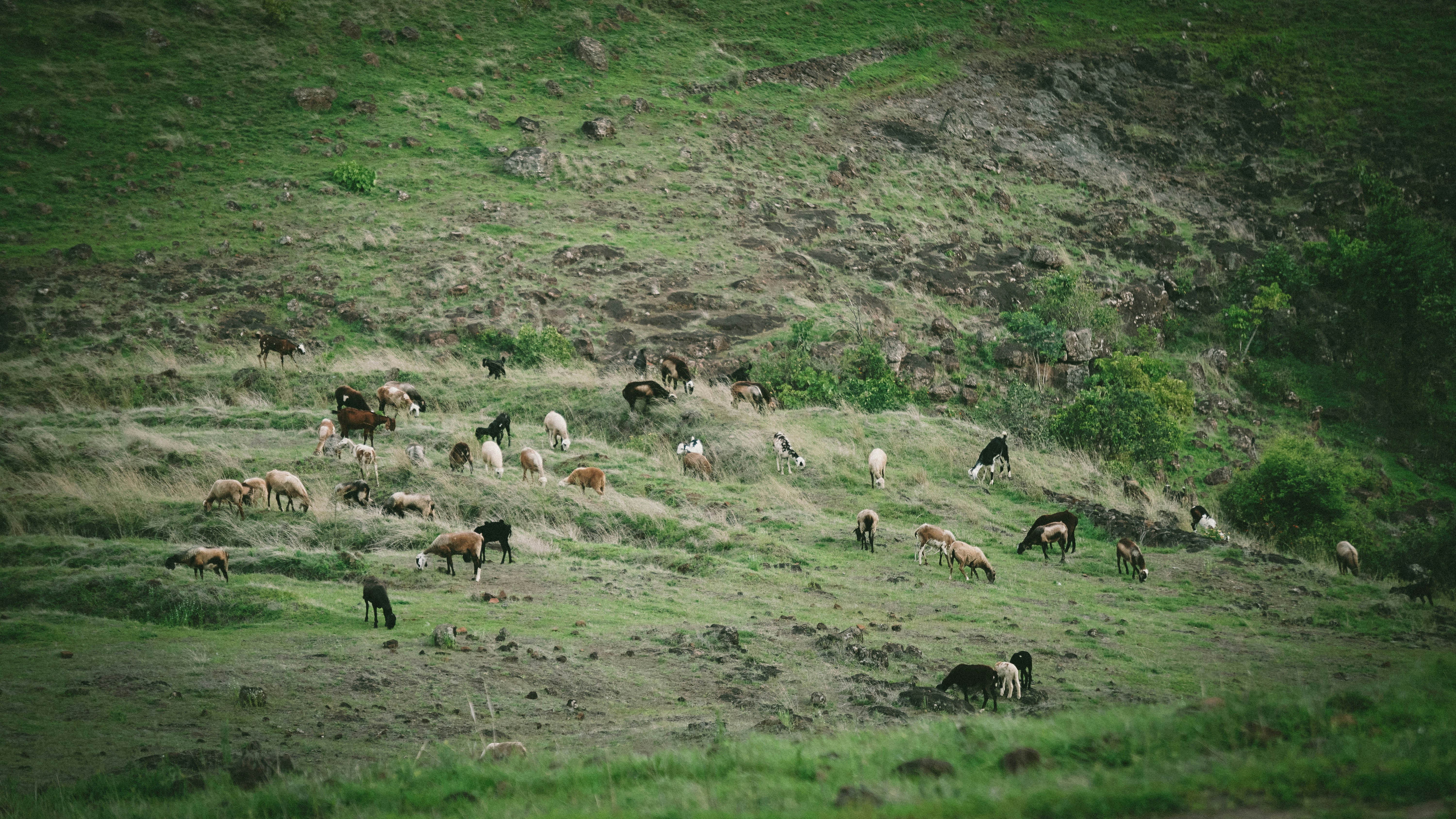 A herd of animals grazing on a lush green hillside photo – Free Field ...