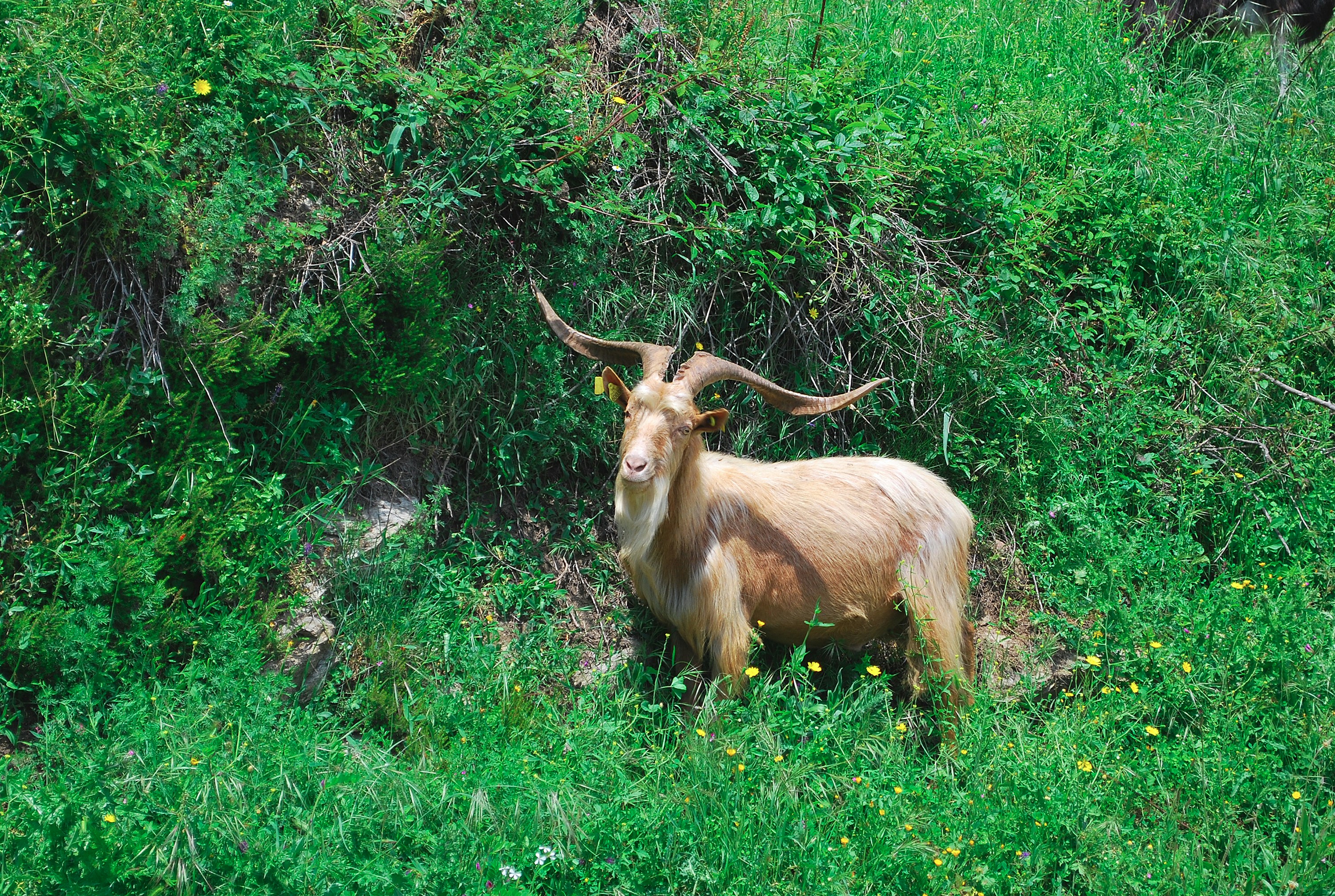Amber Goat on a Sunlit Meadow Amid Green Slopes