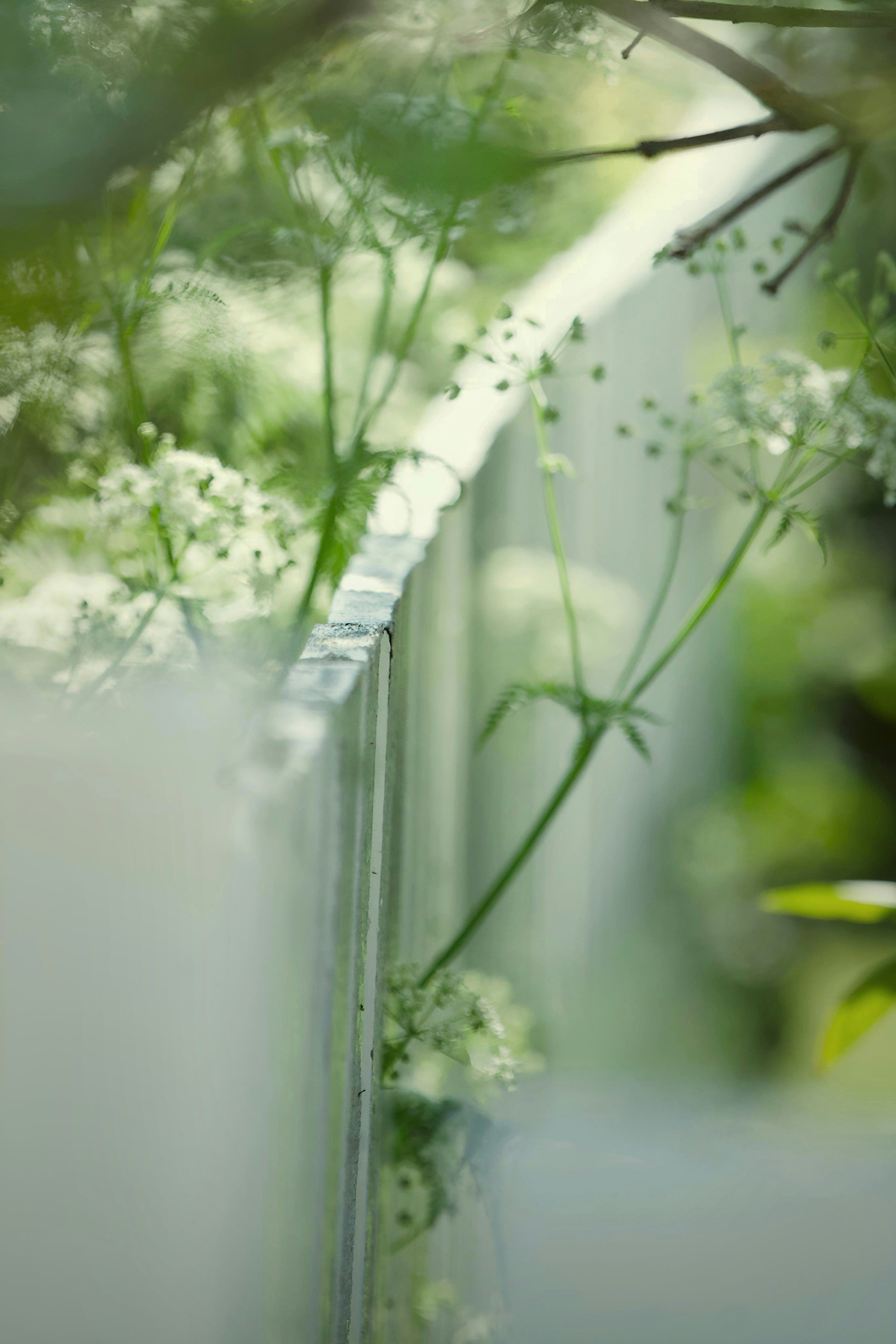 Whispering Fence: White Blooms in a Soft Green Blur