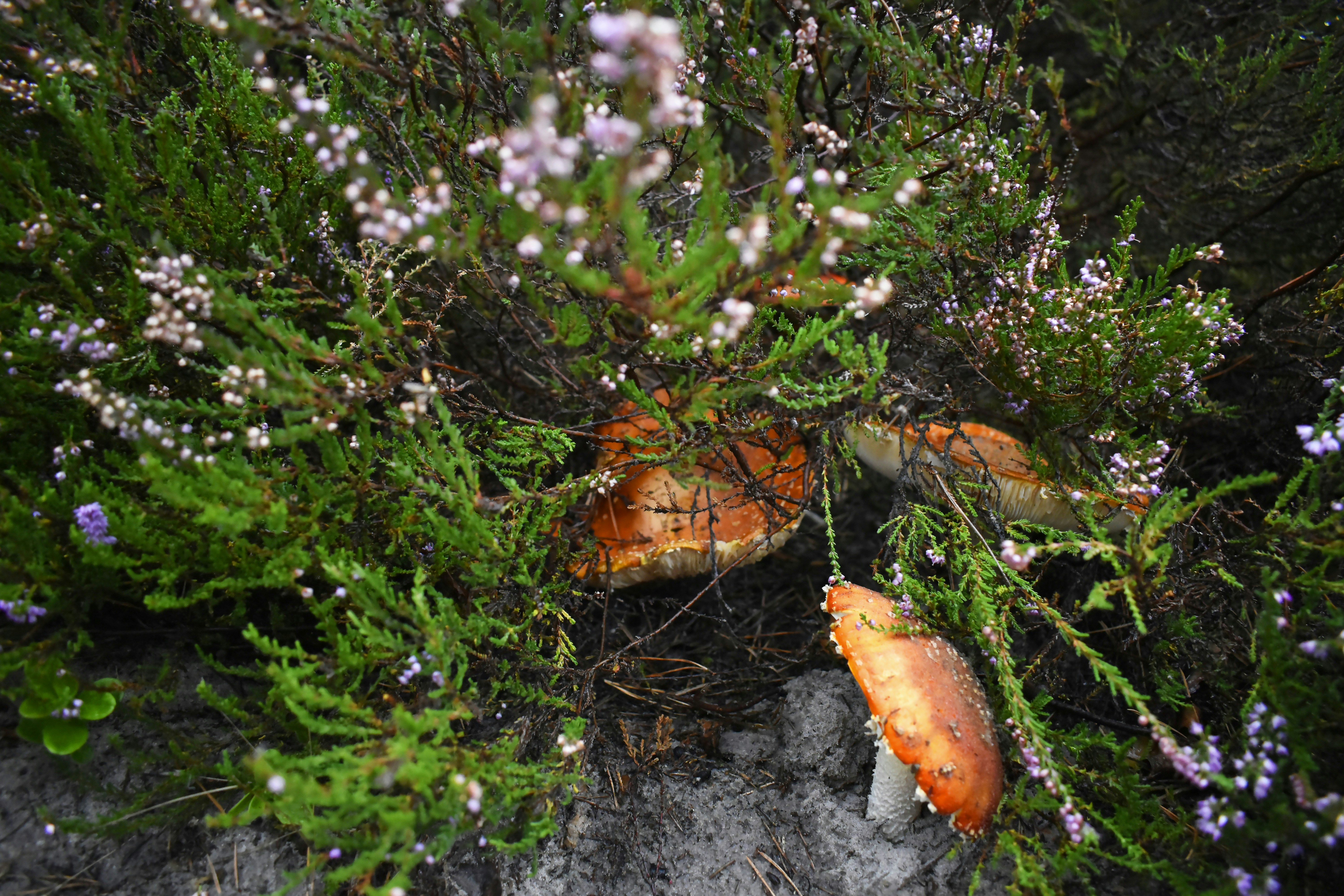 a group of mushrooms sitting on top of a lush green forest