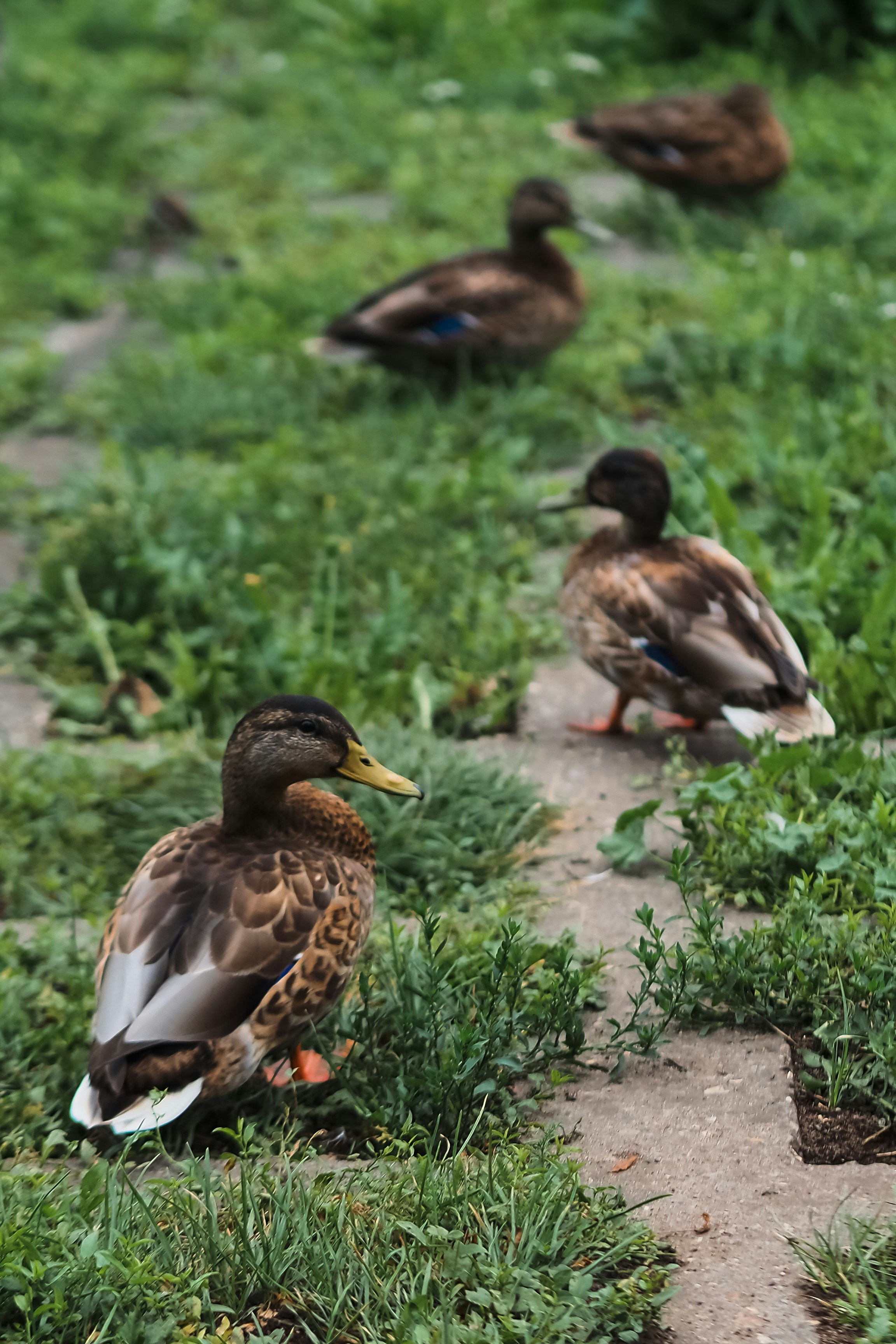 Mallards on a Mossy Path: Quiet Rest in Dappled Light