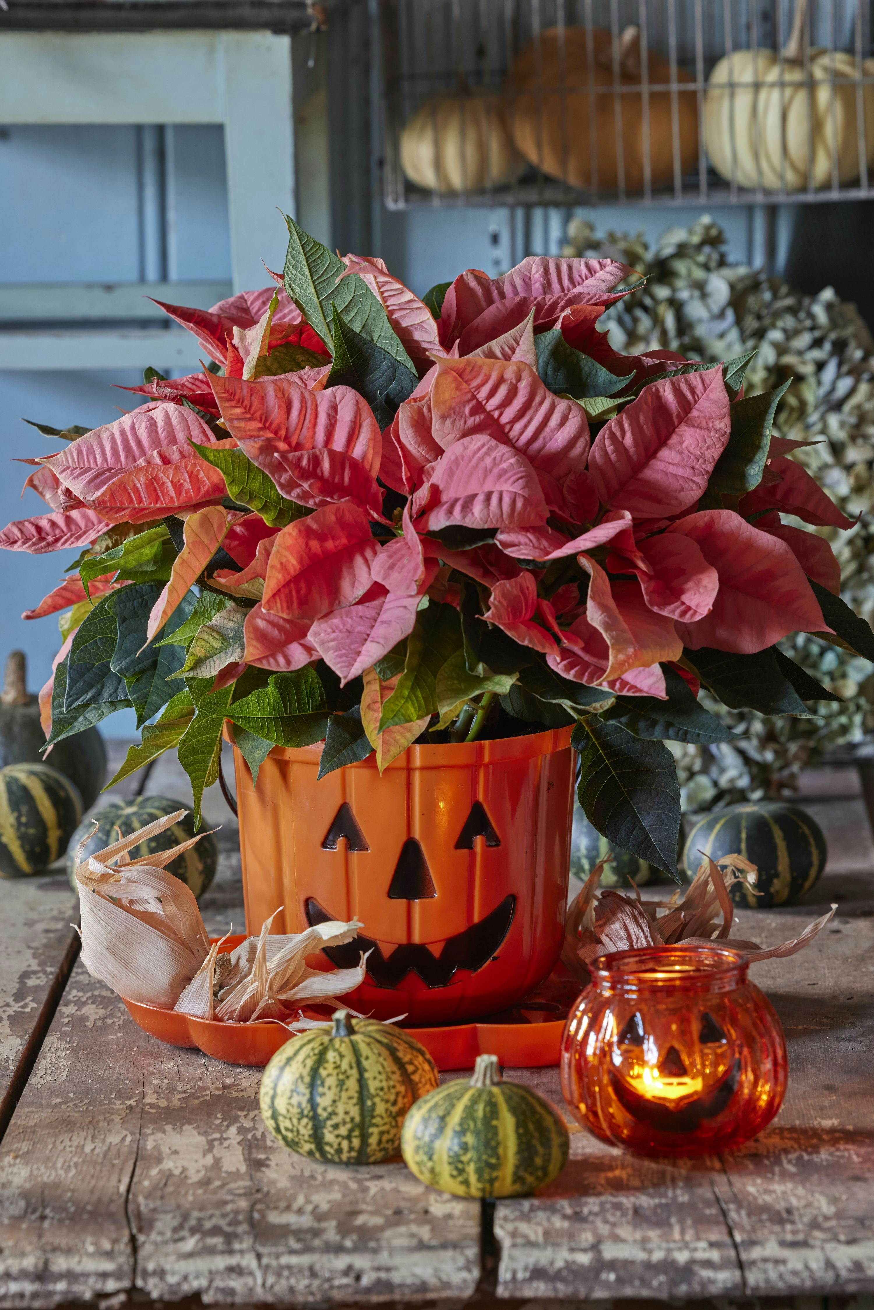 Crimson Poinsettias Bloom from a Pumpkin Jack-o'-Lantern
