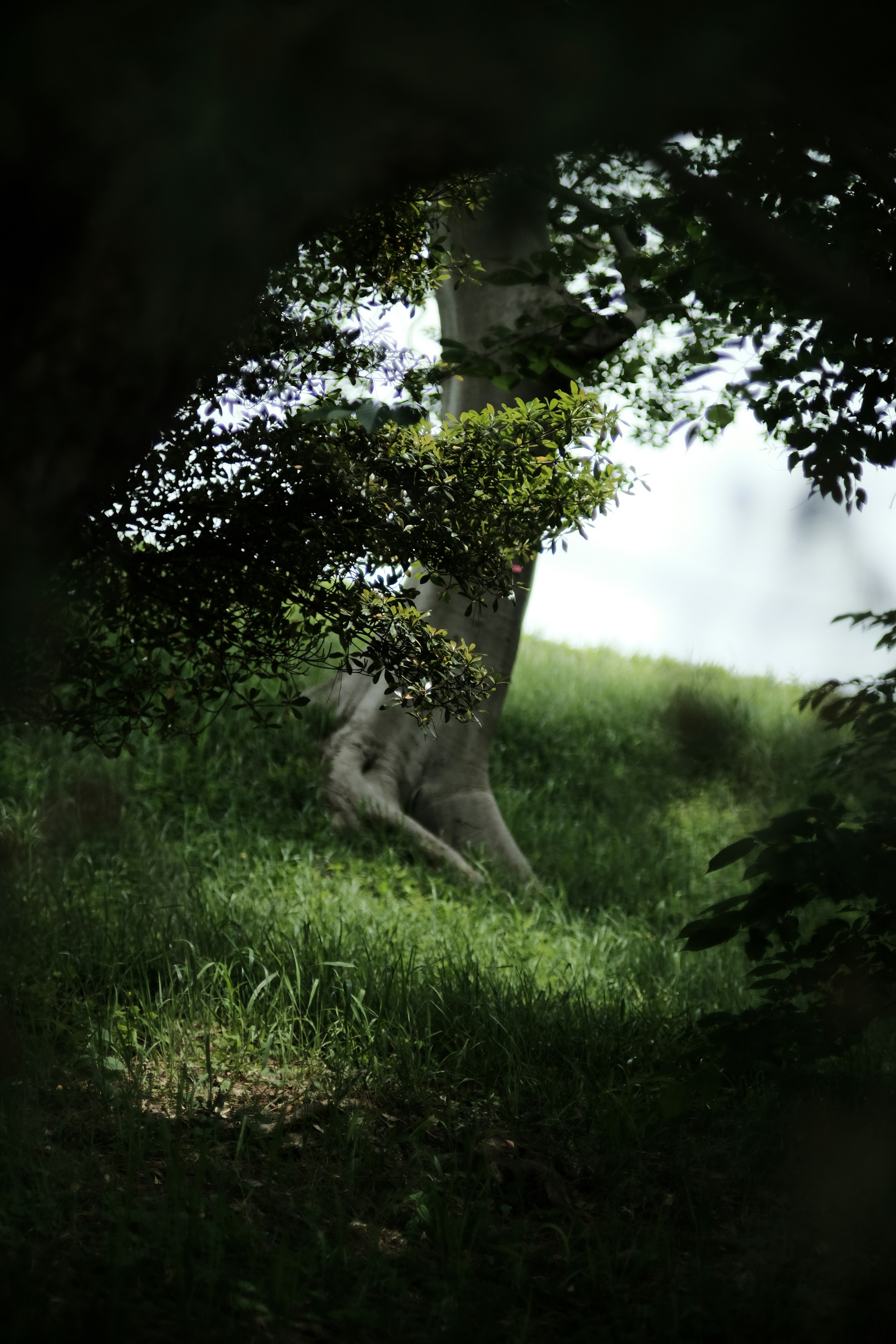 Une personne allongée dans l’herbe sous un arbre photo – Photo ...
