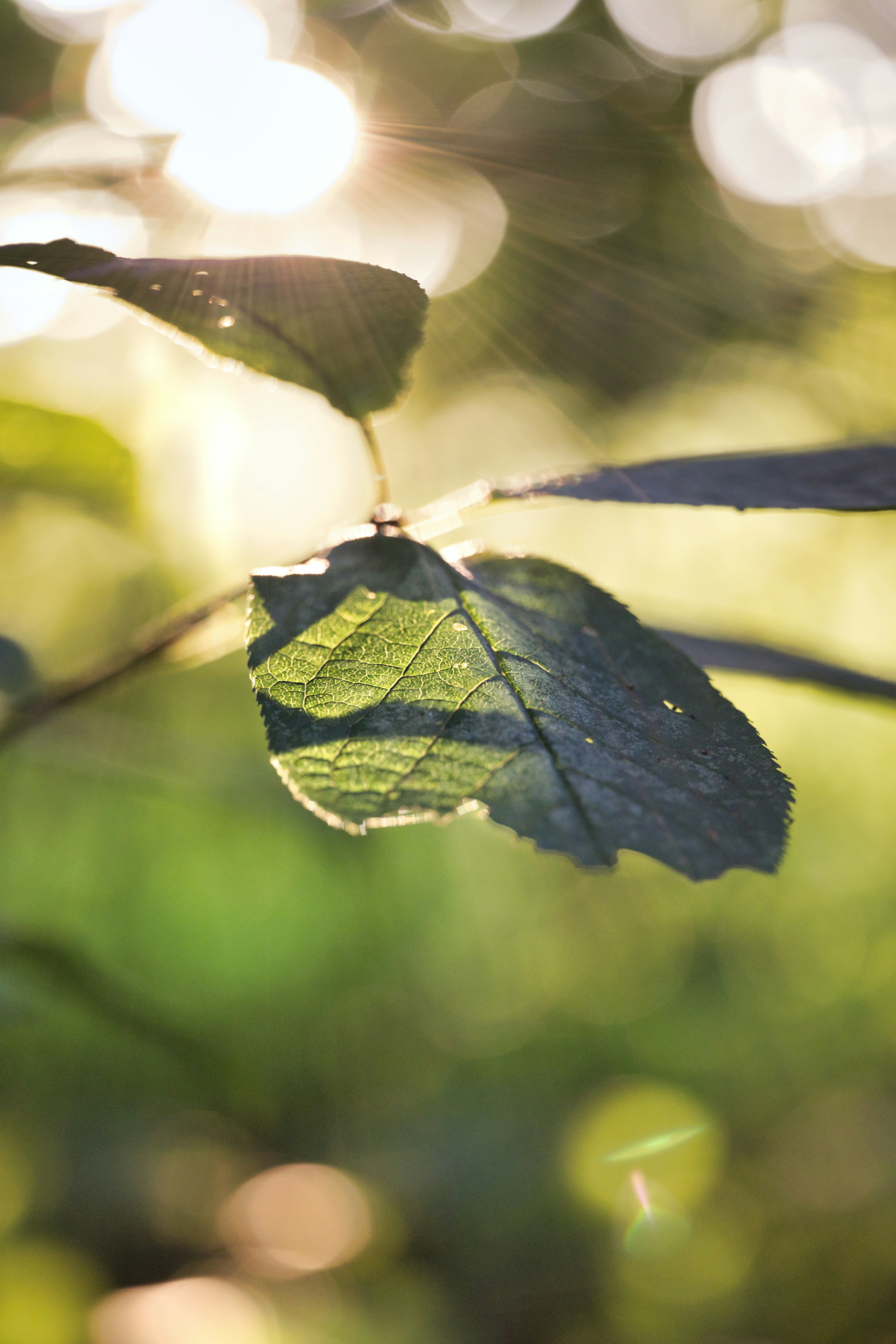 Leaf Up Close Pictures | Download Free Images on Unsplash