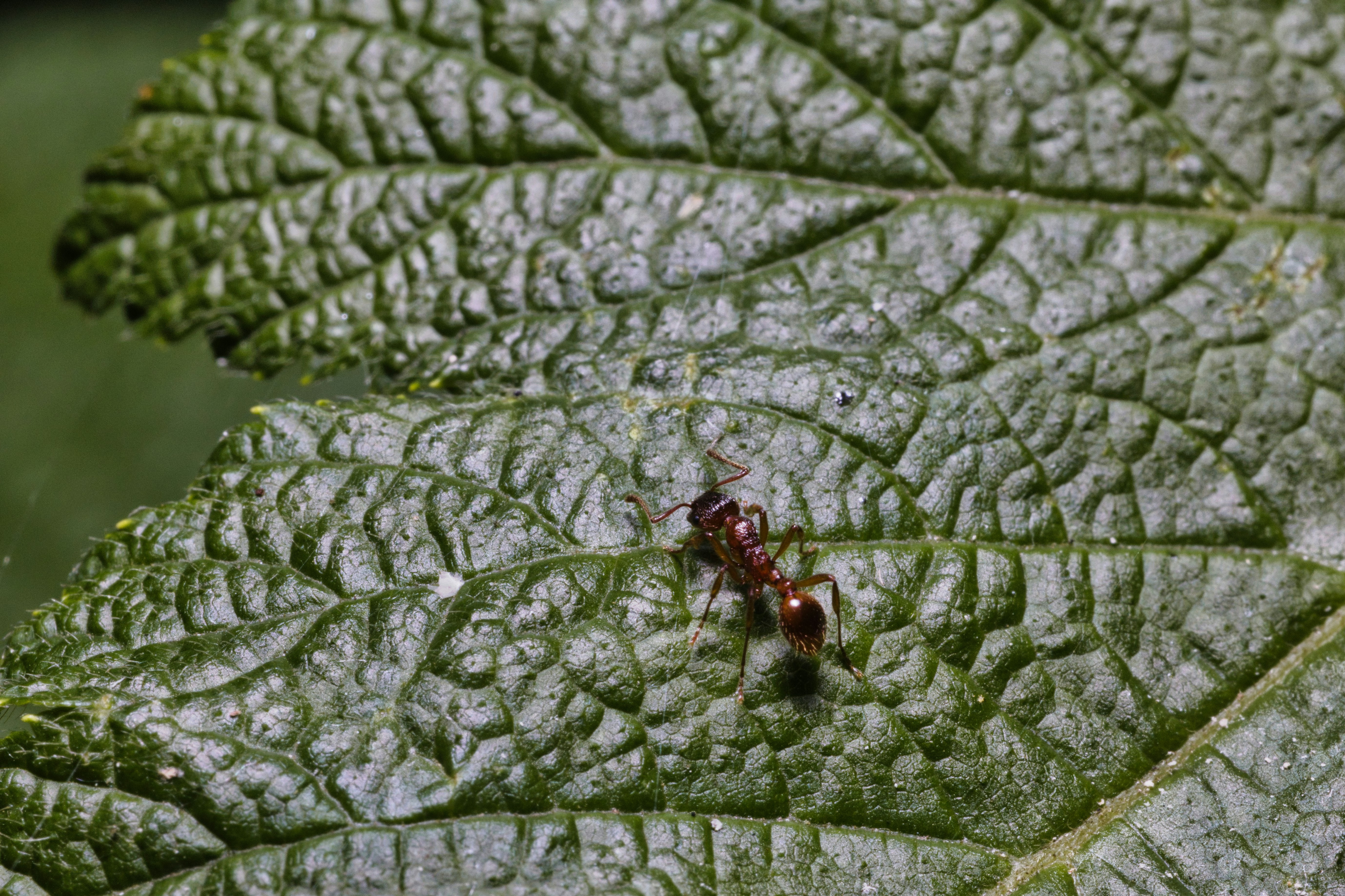 Gros plan d’un insecte sur une feuille photo – Photo Fourmi Gratuite ...