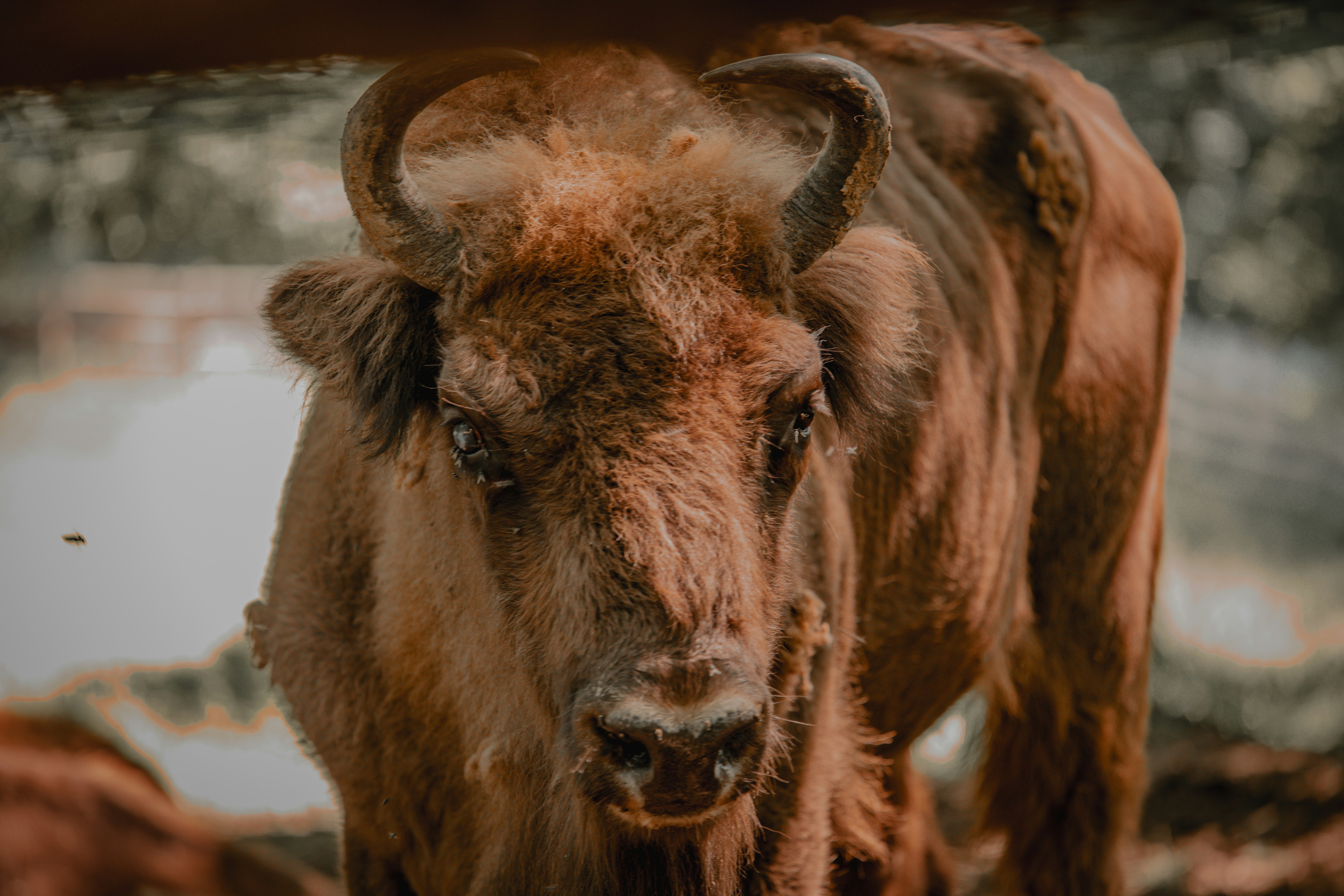 Amber Gaze in the Mud: A Close Bison Portrait with Soft Backlight