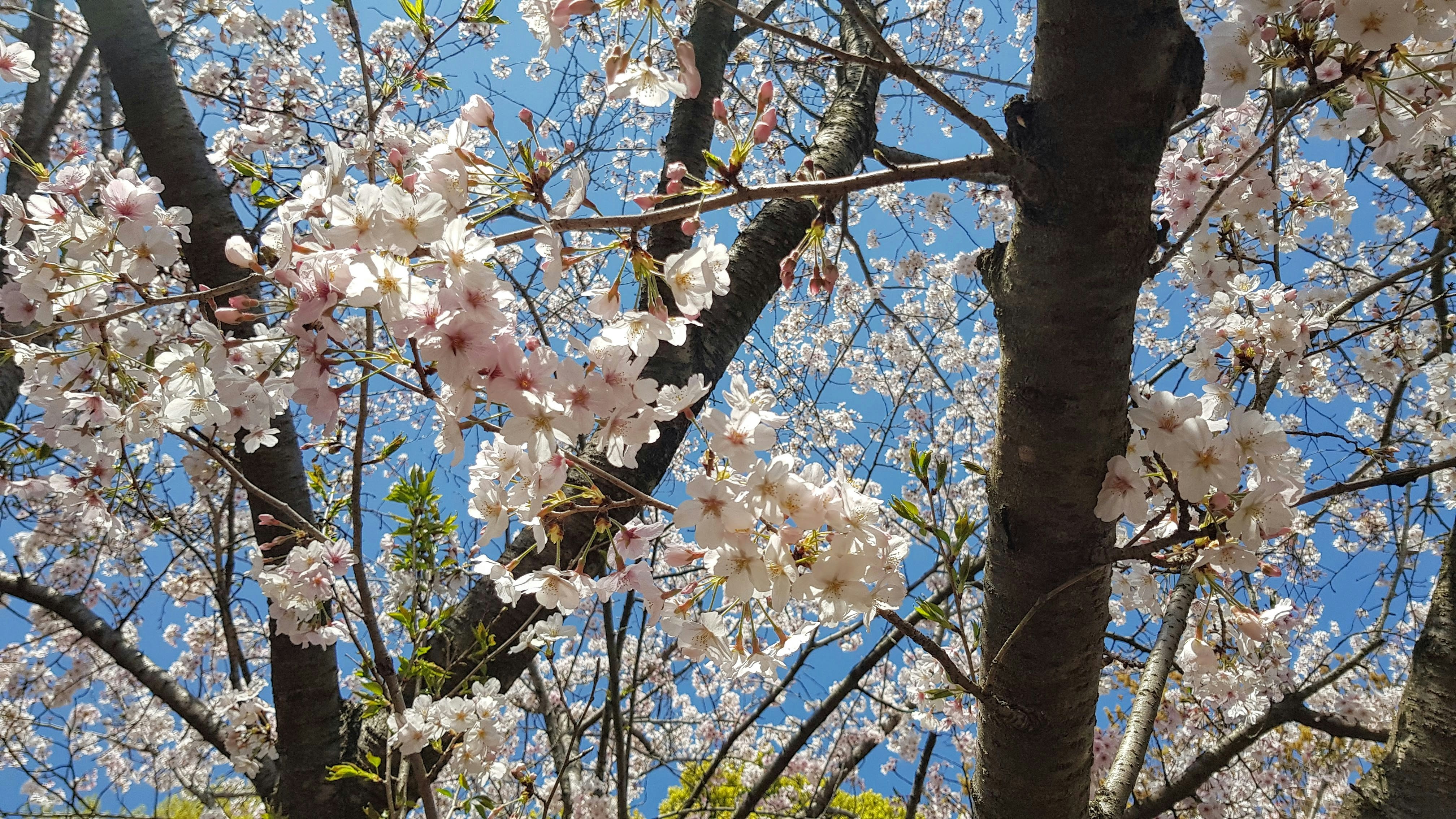 Cerulean Sky Framed by a Cherry Blossom Canopy