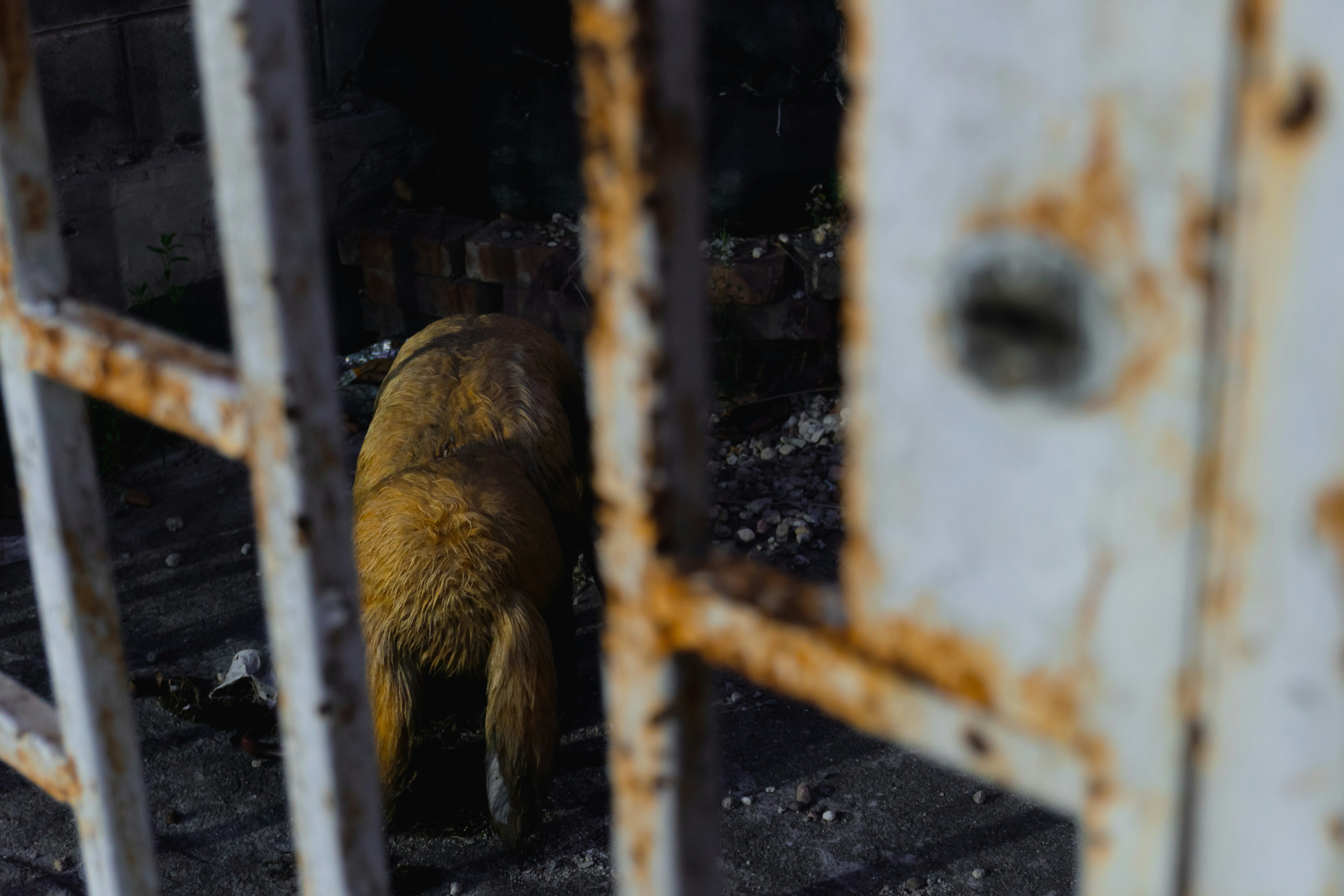 Amber Fox Behind Rusted Bars at a Shadowed Gate