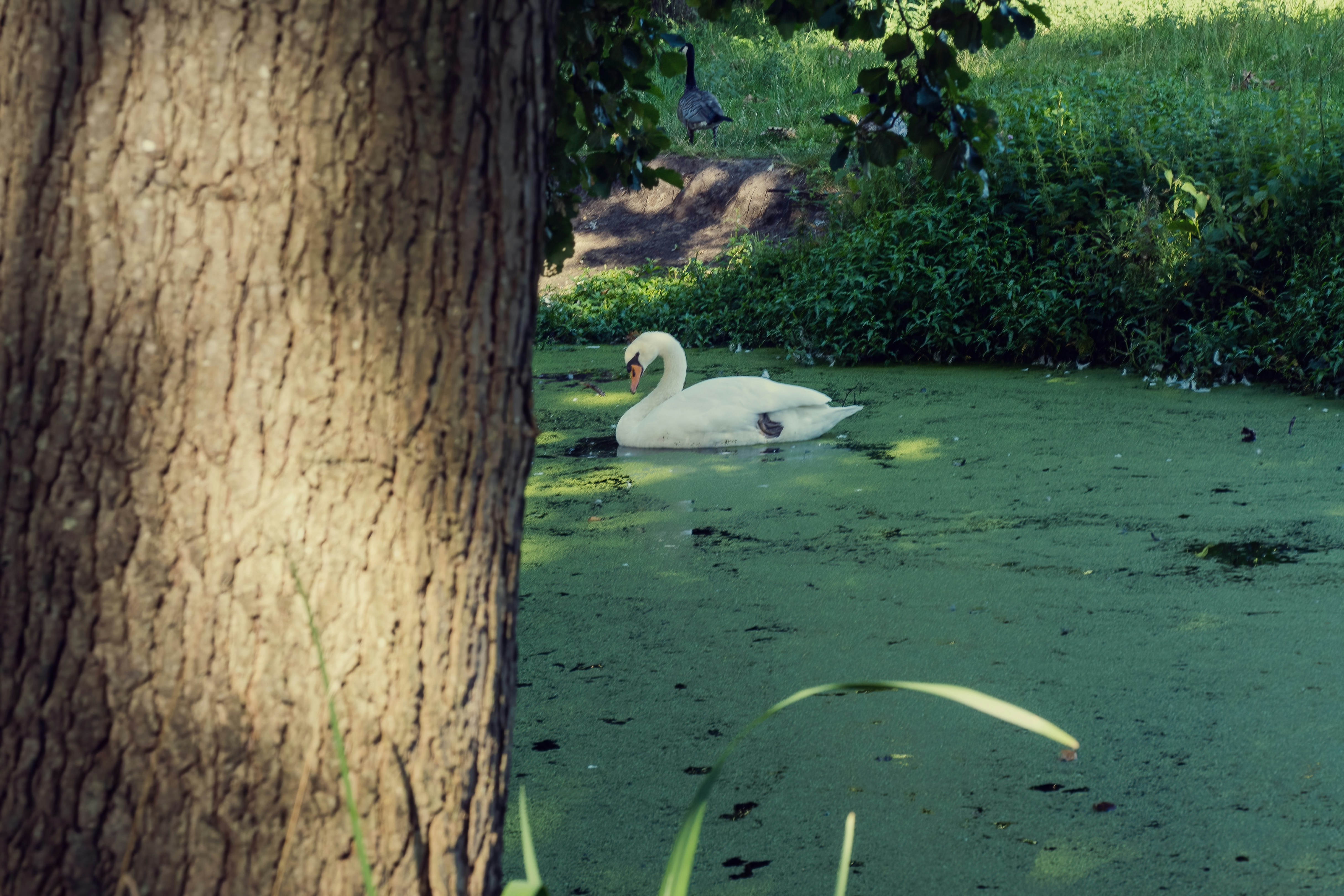 Swan in a Shadowed Green: Quiet Pond Portrait
