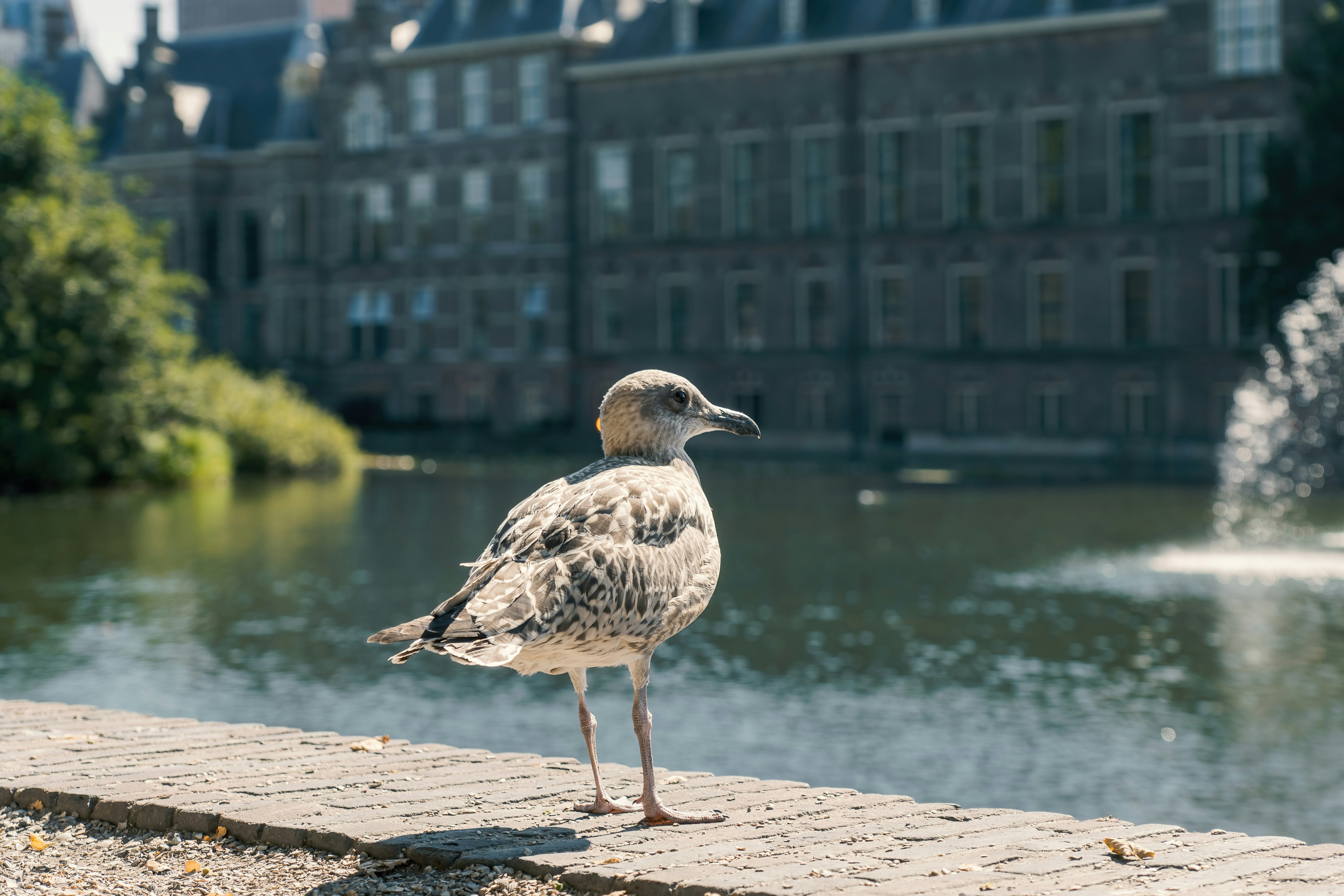 Seagull on the Riverside Quay with a Historic Campus Backdrop