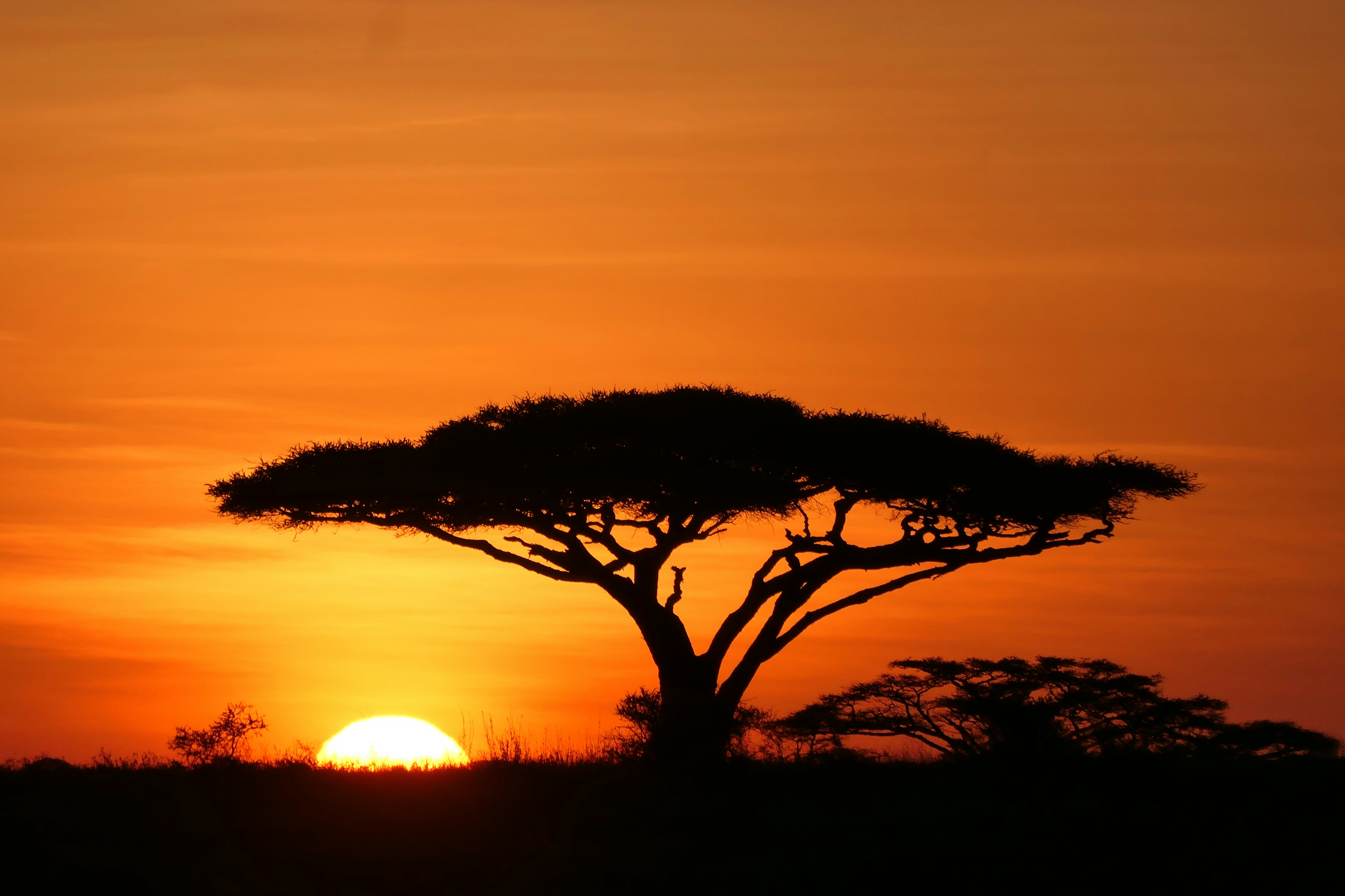 The sun is setting behind a tree in the wild photo – Free Nature Image ...