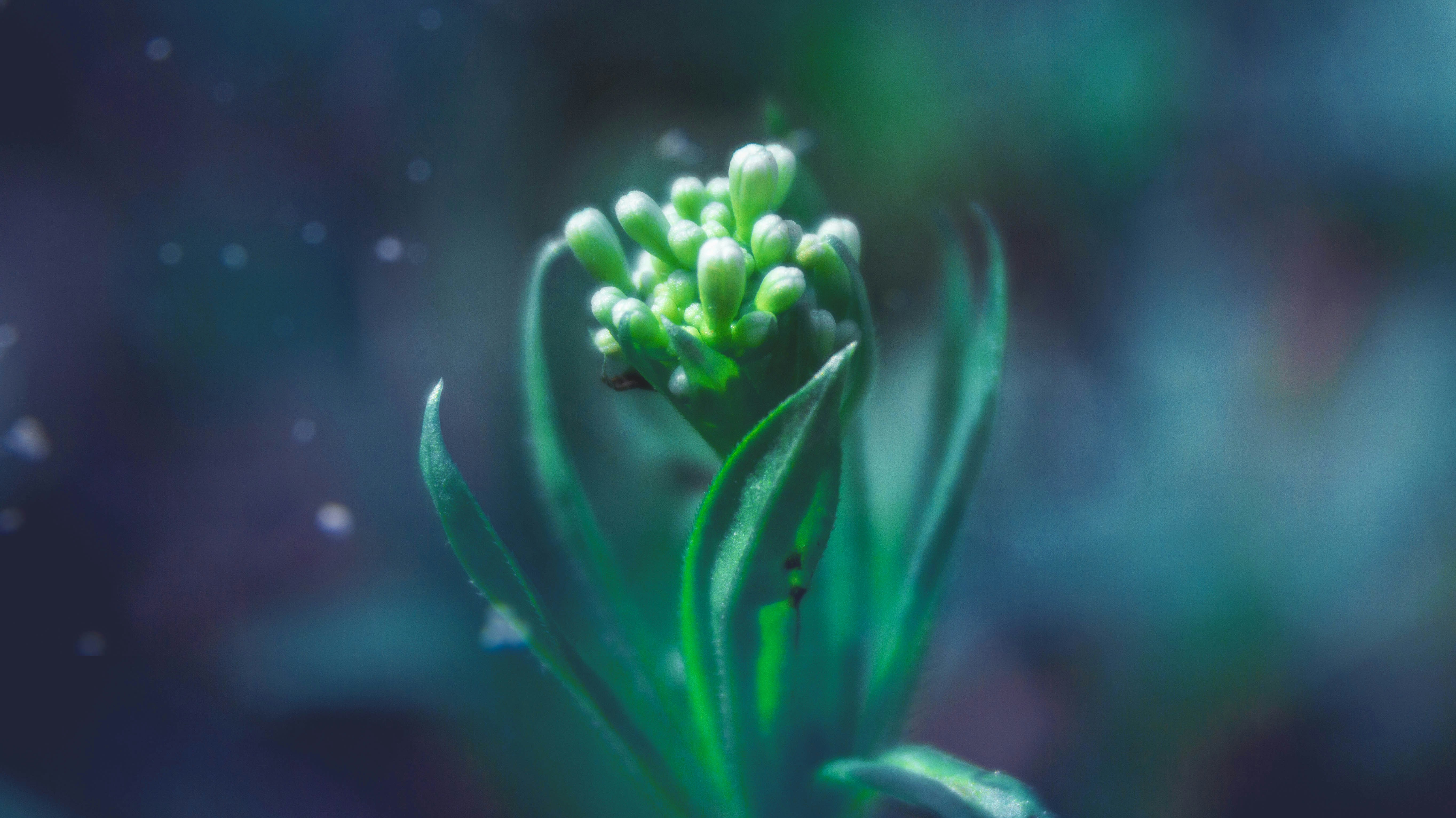 Verdant Bloom Surrounded by a Velvet Blur