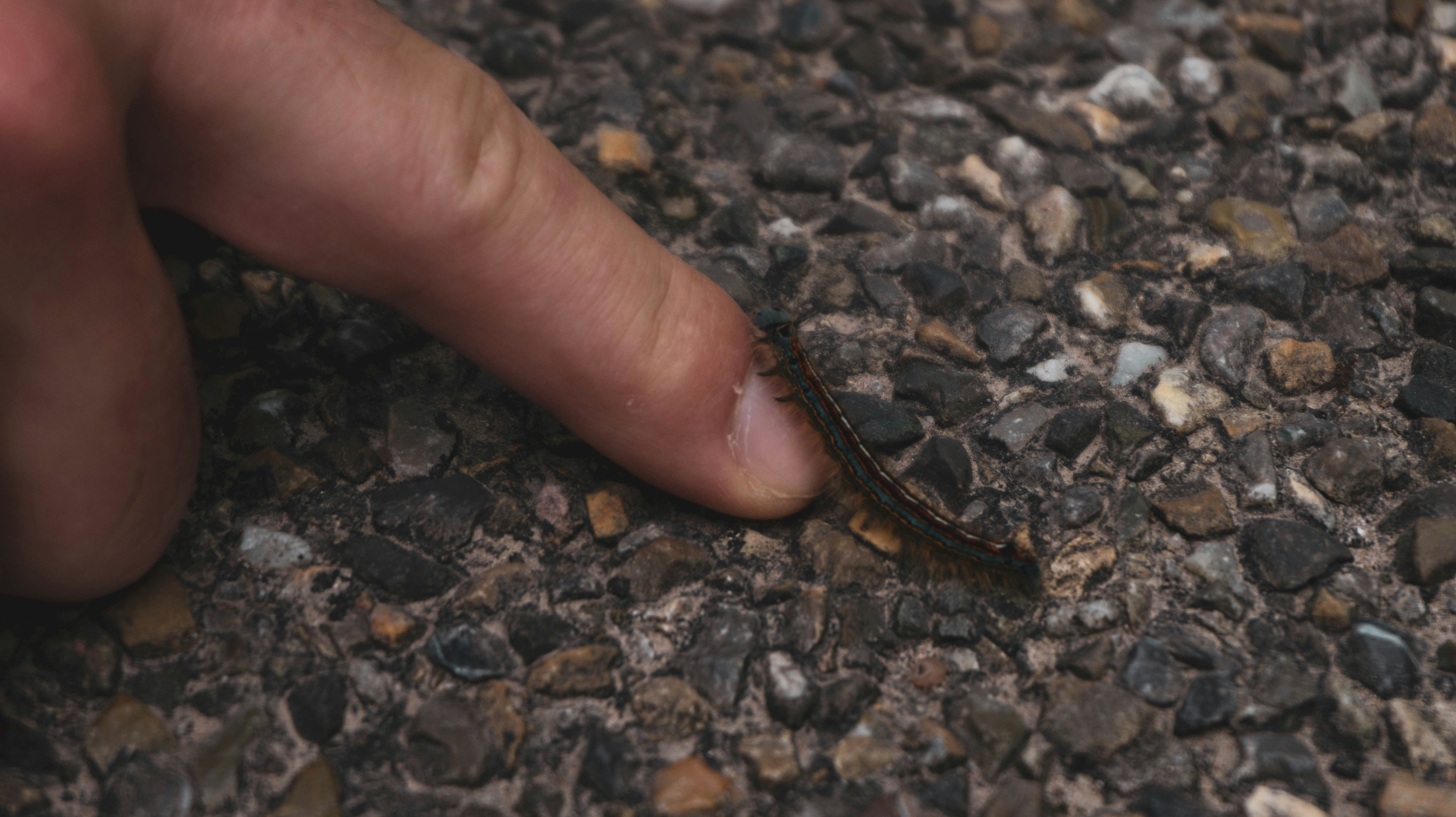 Pavement Micro-Wanderer: A Tiny Creature Meets a Curious Finger