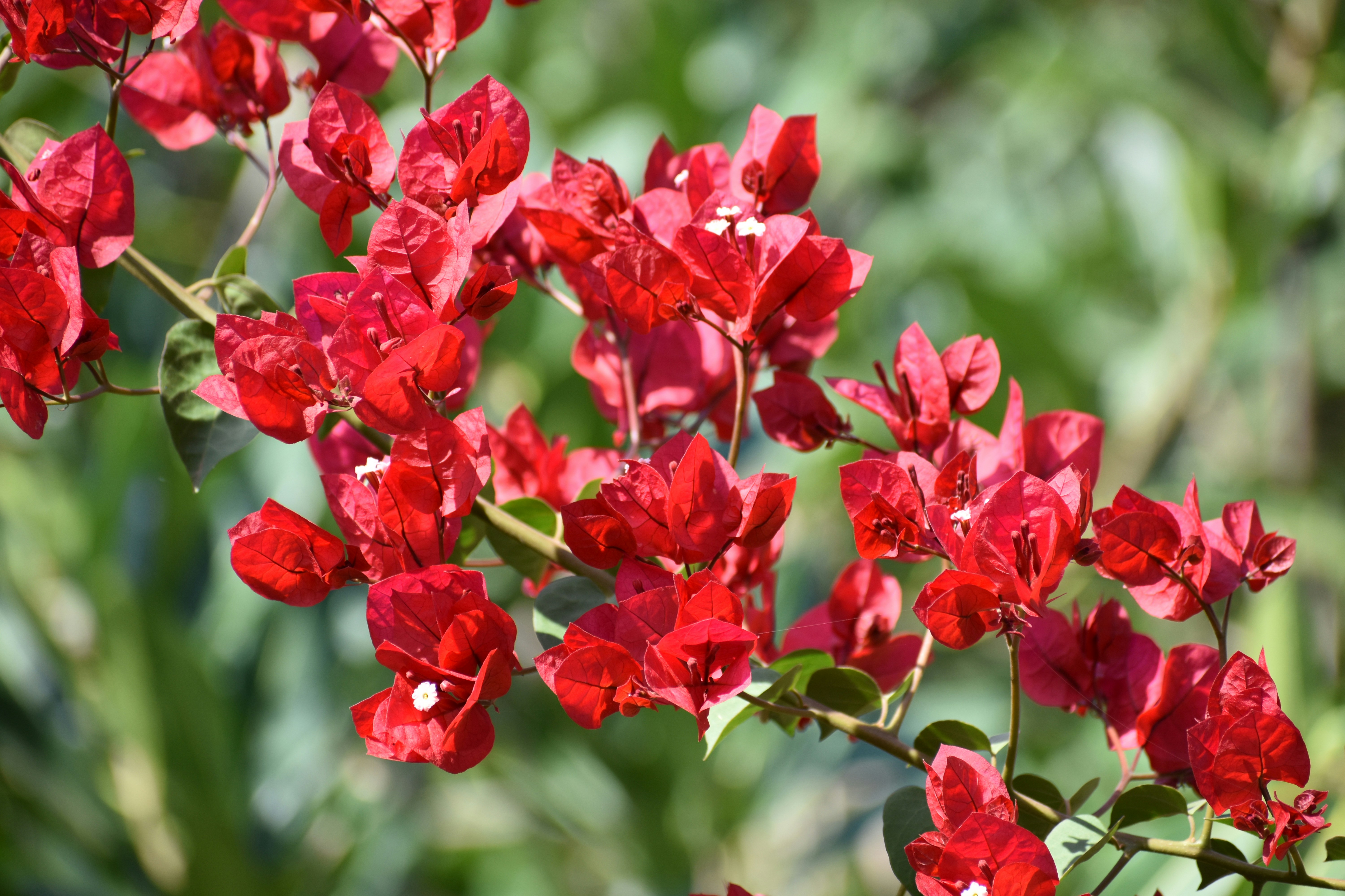 Un bouquet de fleurs rouges qui sont dans l’herbe photo – Photo Fleur ...