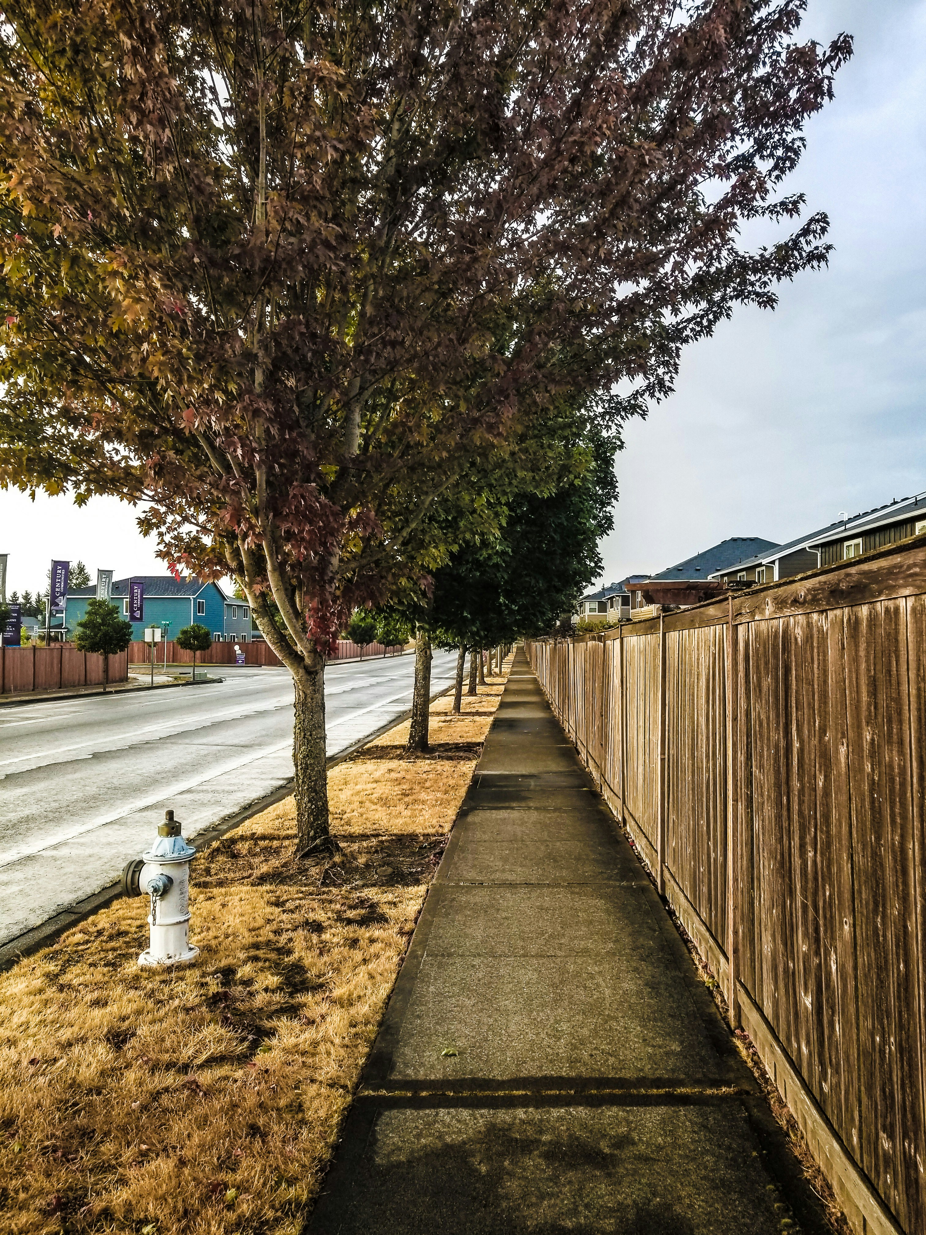 Symmetry Along the Sidewalk: Tree-Lined Street Framed by a Weathered Fence