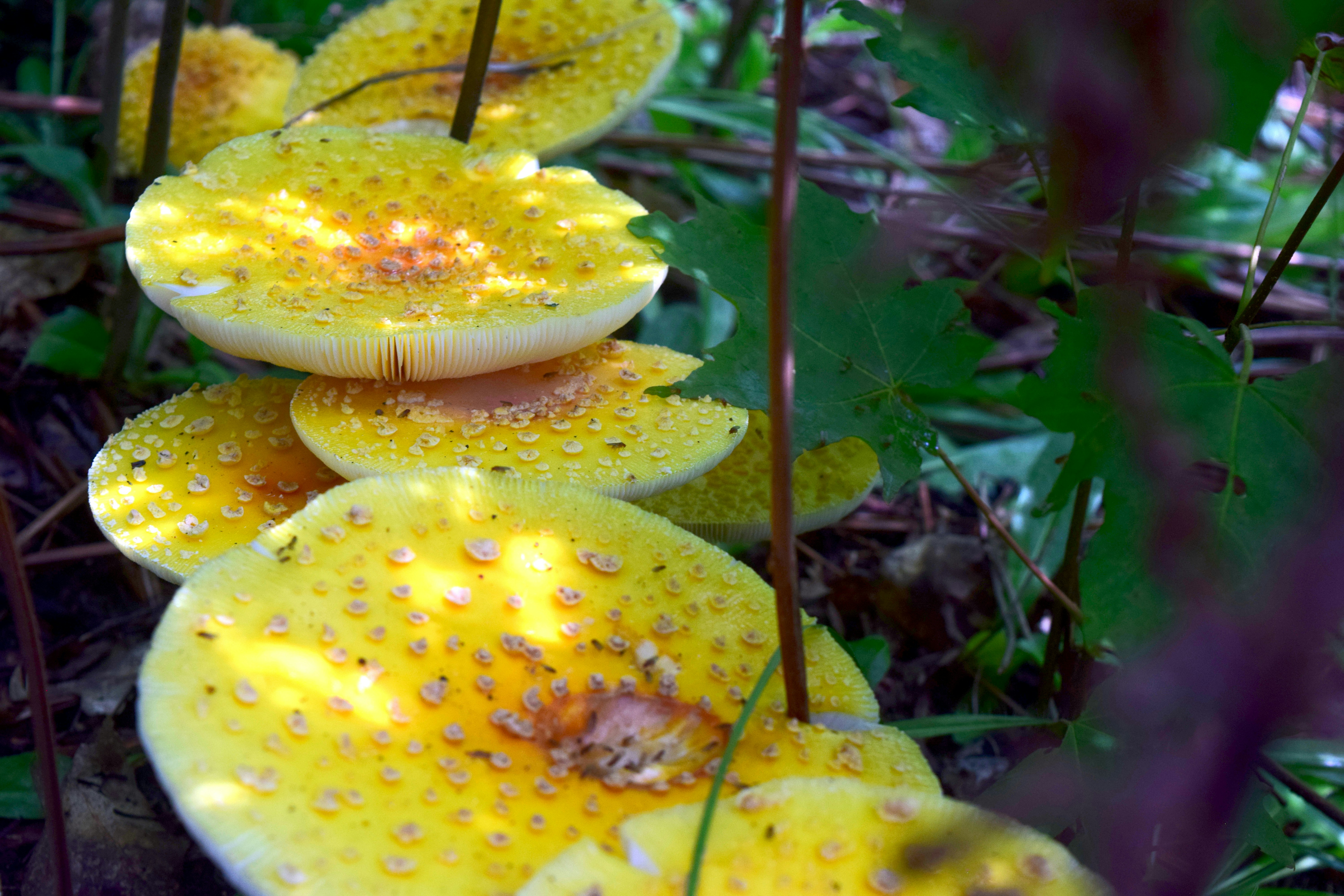 Yellow Shelf Fungus Parade Beneath Green Canopy