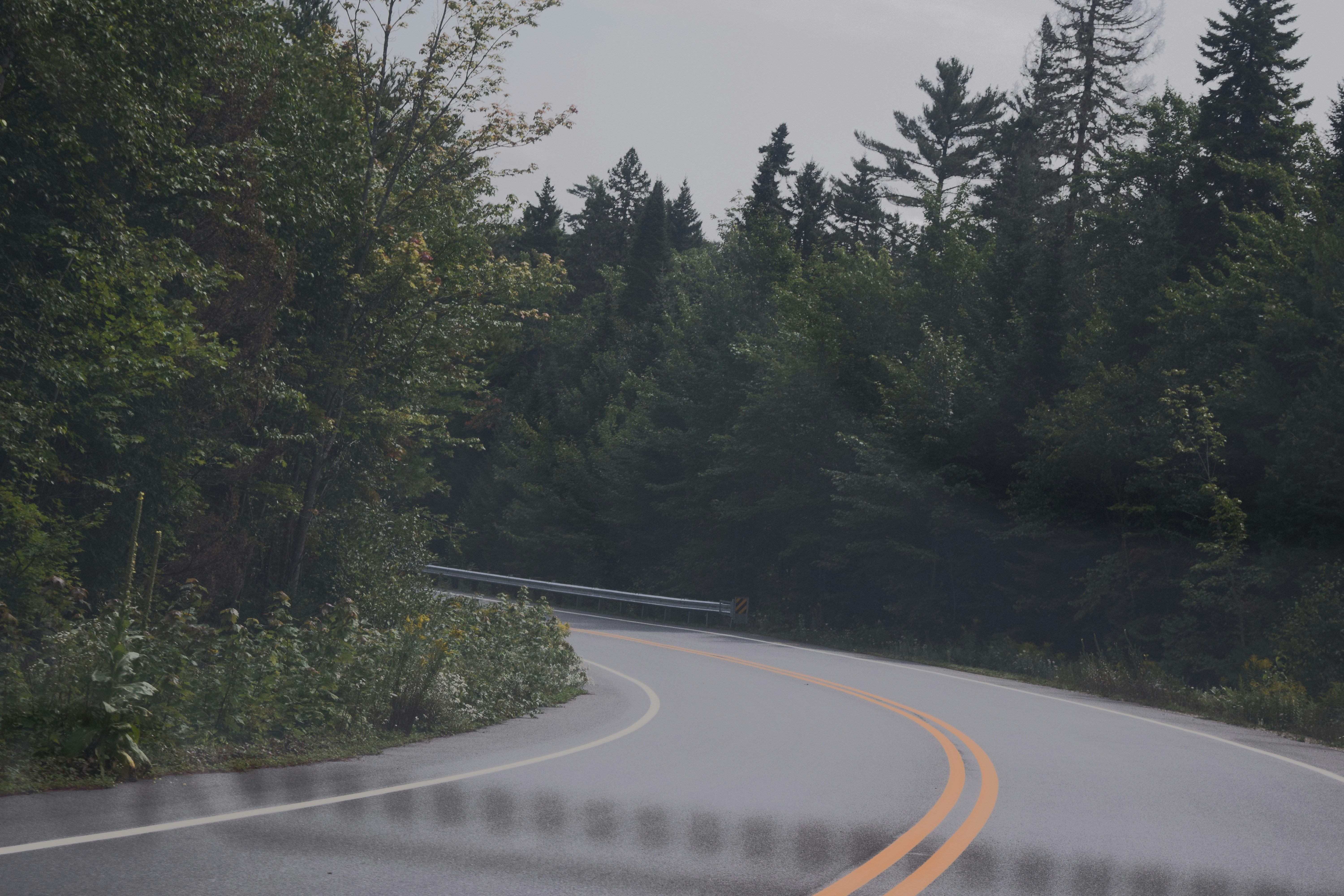 Curve Through the Pine Corridor