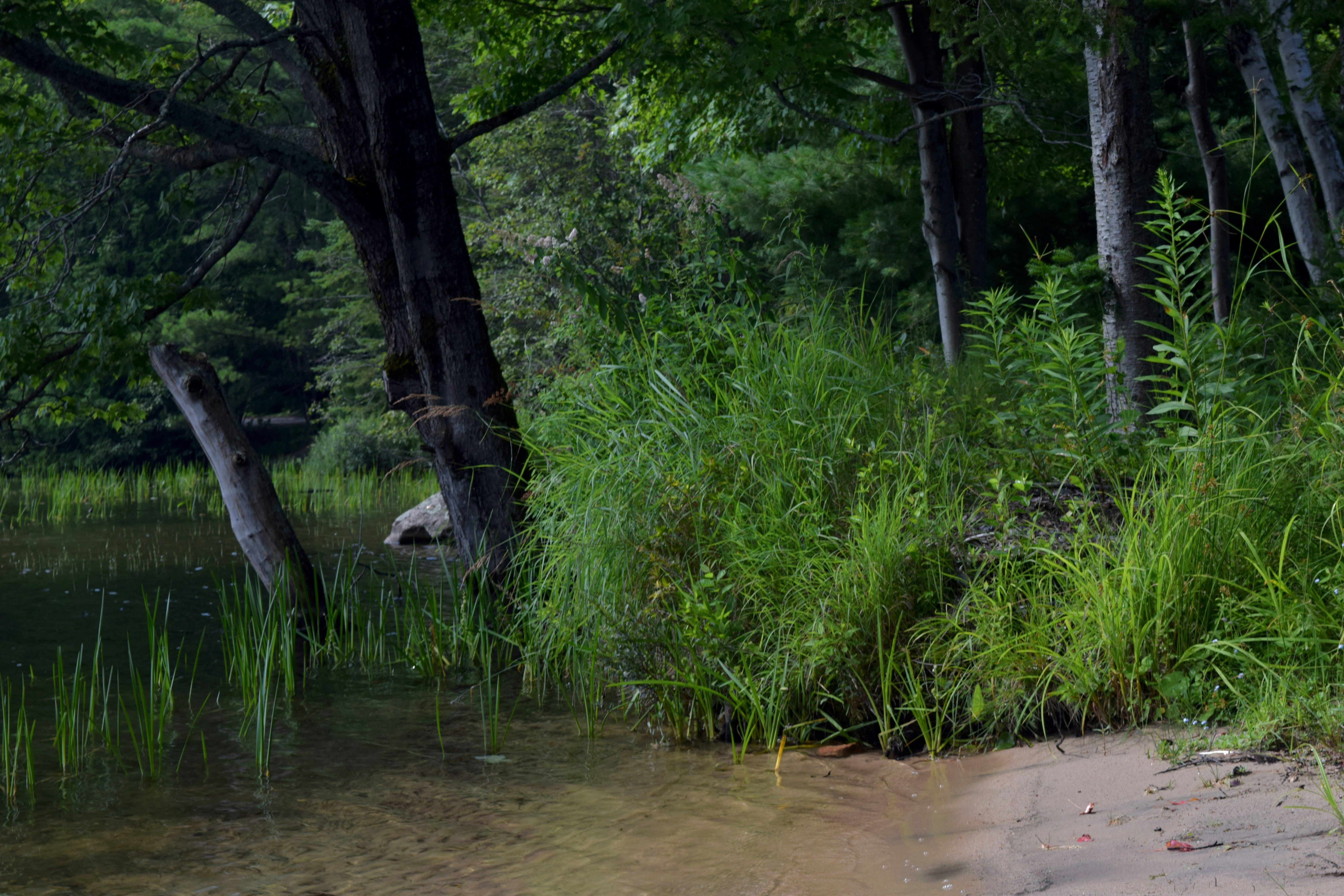 A body of water surrounded by trees and grass photo – Free Lake muskoka ...