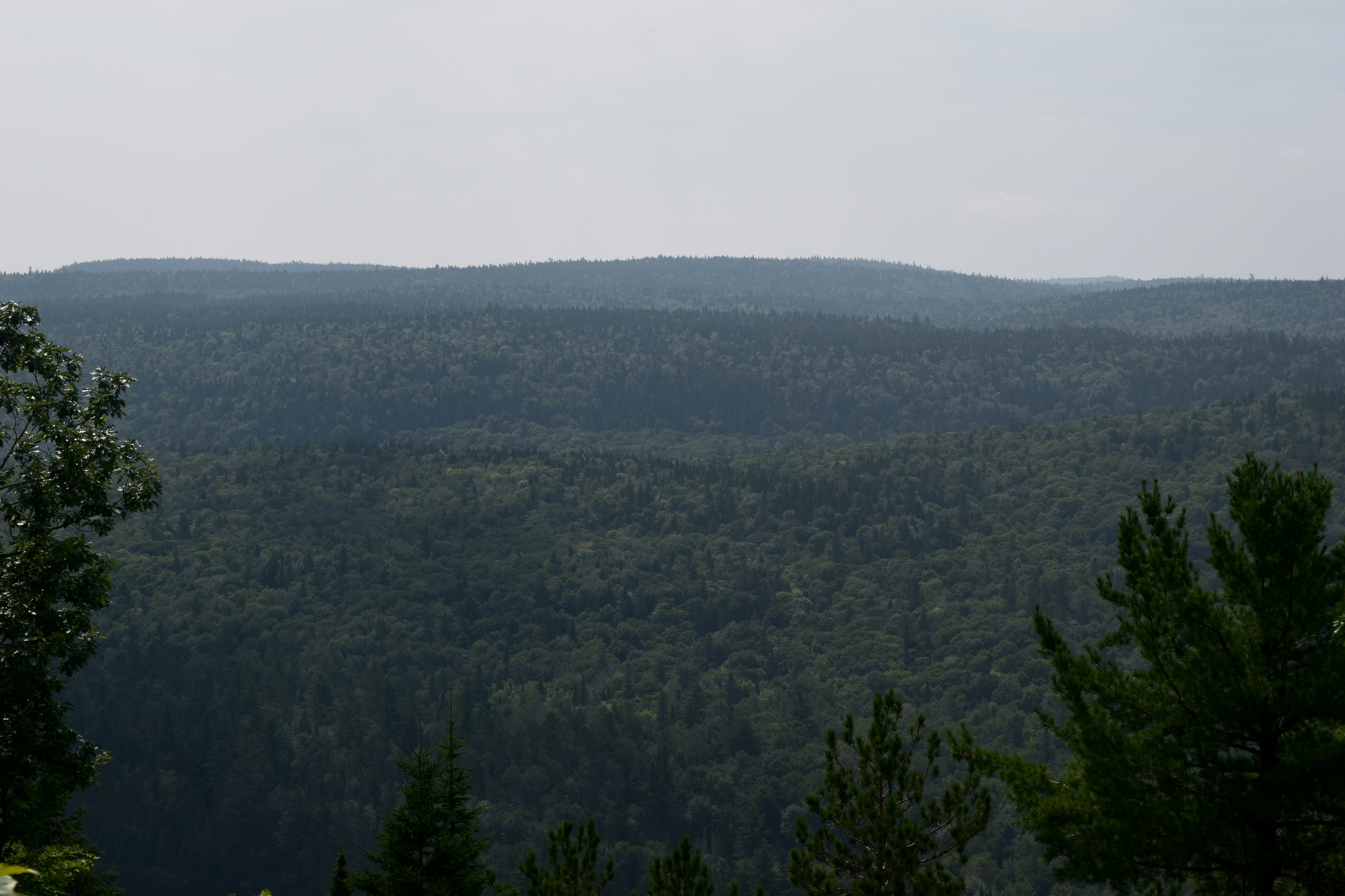 A view of a forest from a distance photo – Free Canada Image on Unsplash