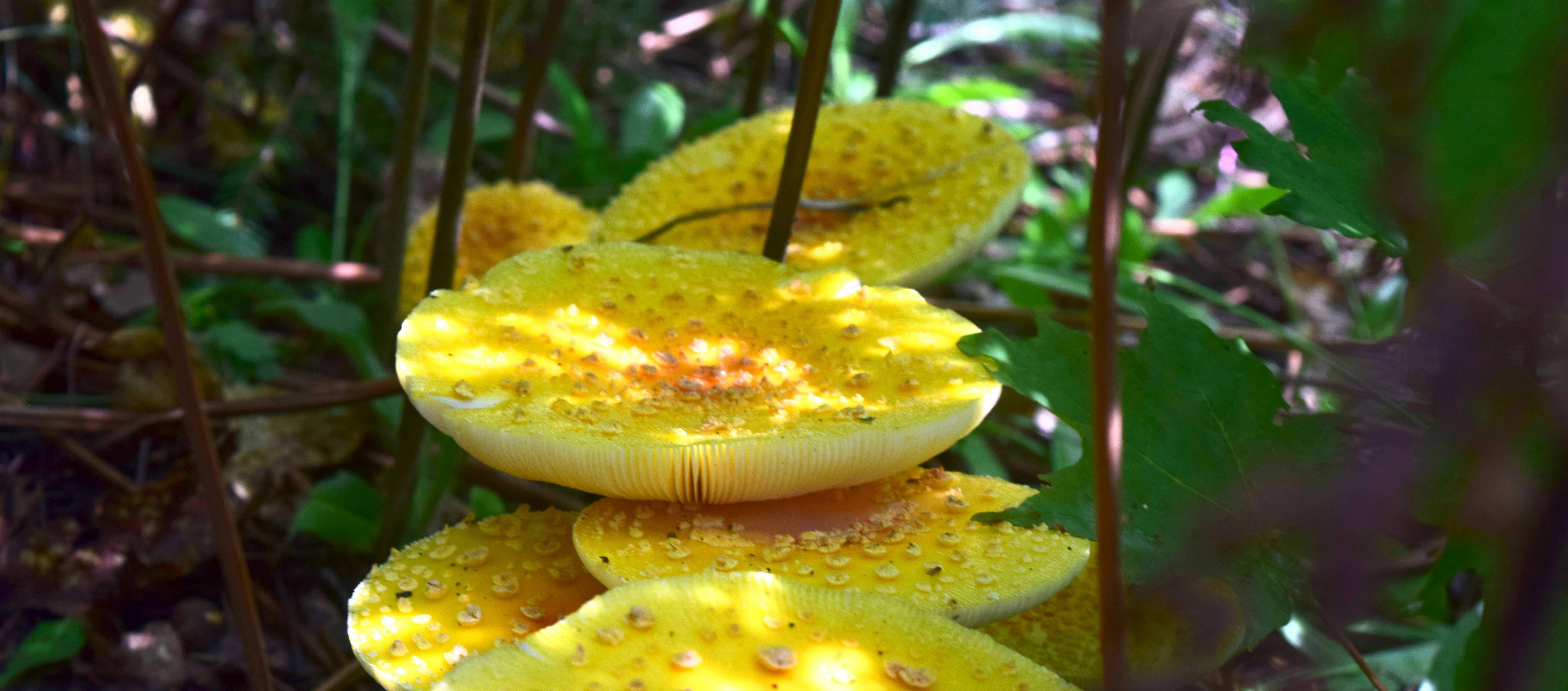 Sunlit Yellow Bracket Mushrooms Cluster in Mossy Forest Understory