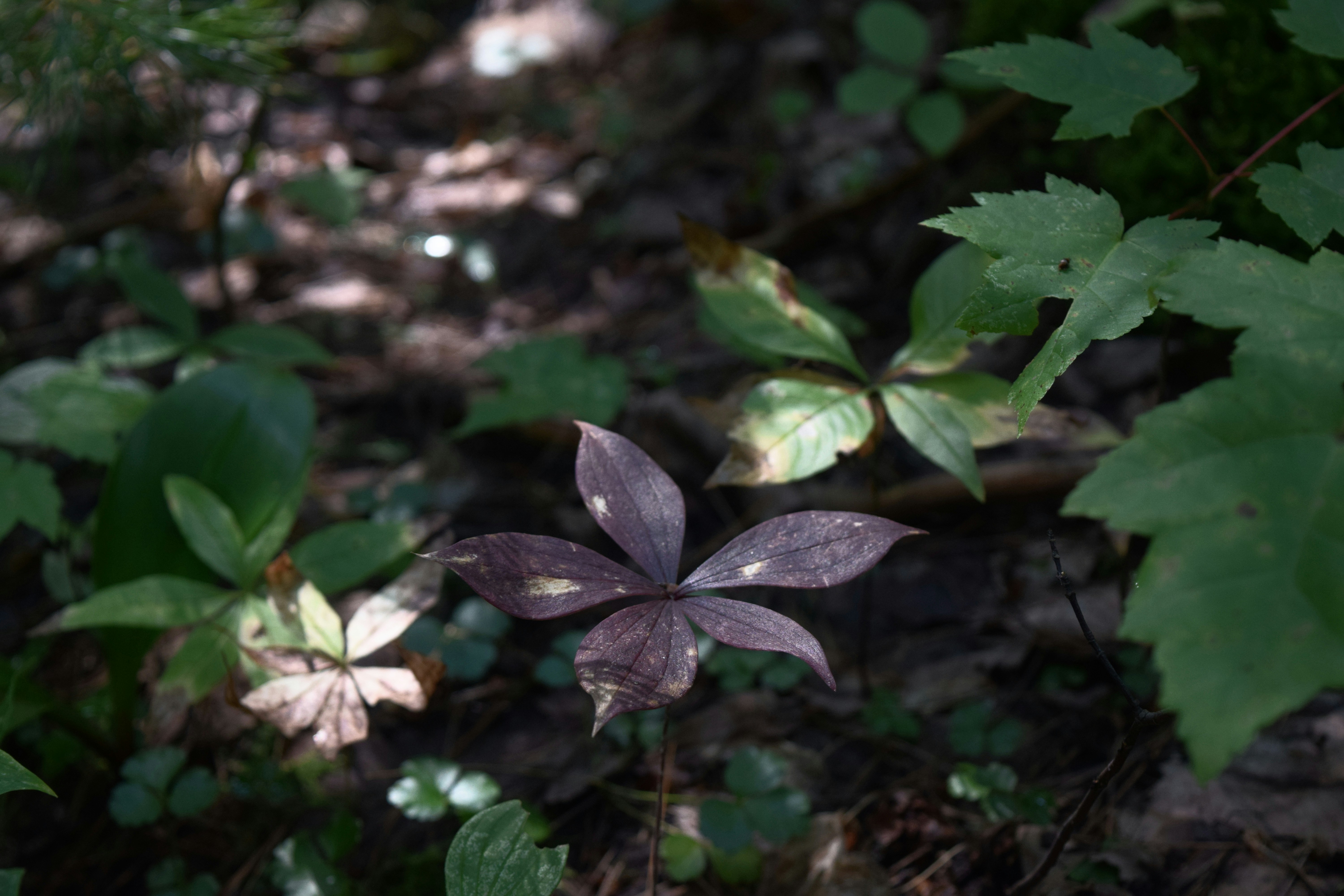 Violet Palmate Leaf Anchored by Dappled Forest Light
