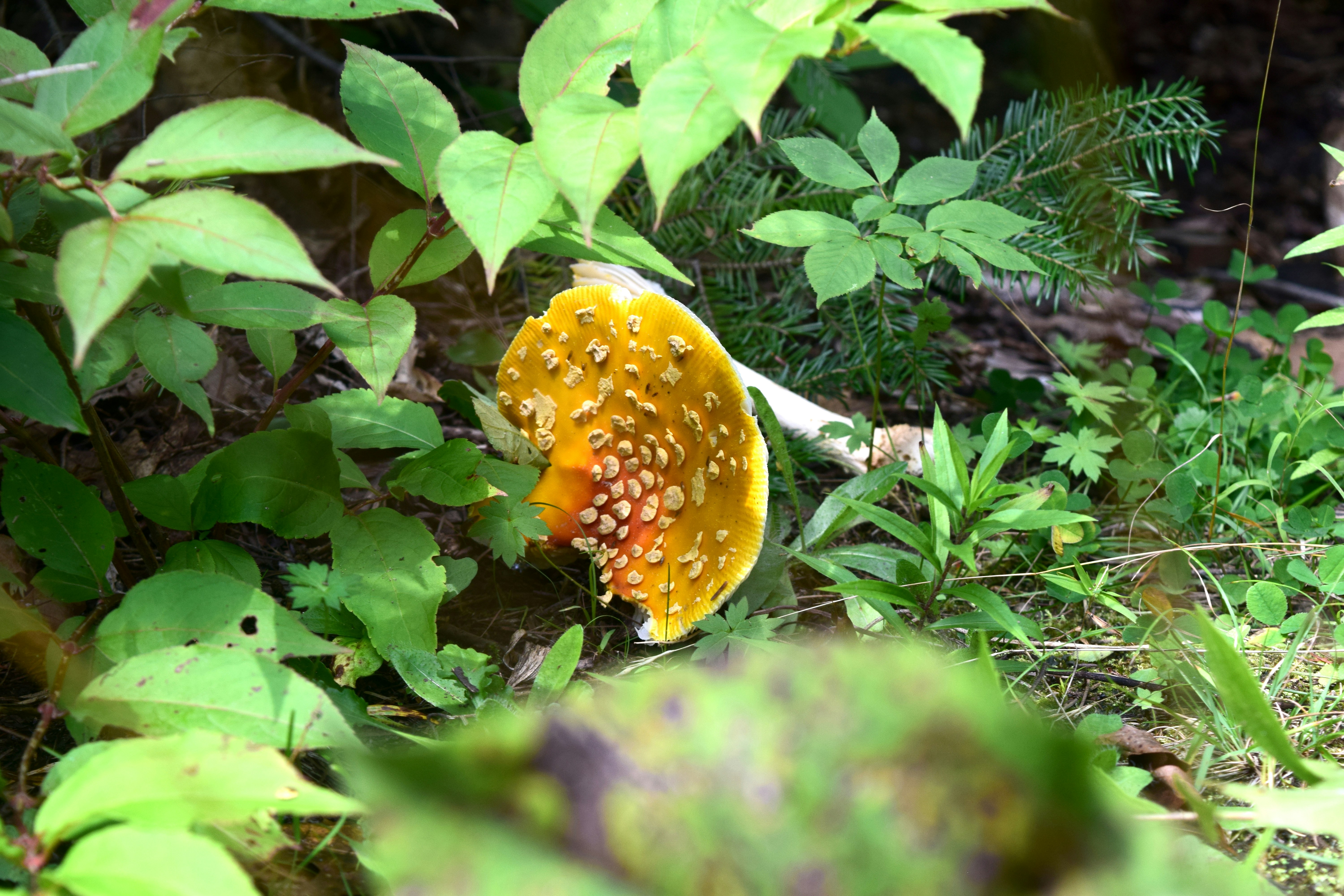 Amber-speckled toadstool anchors a fern-dotted forest floor