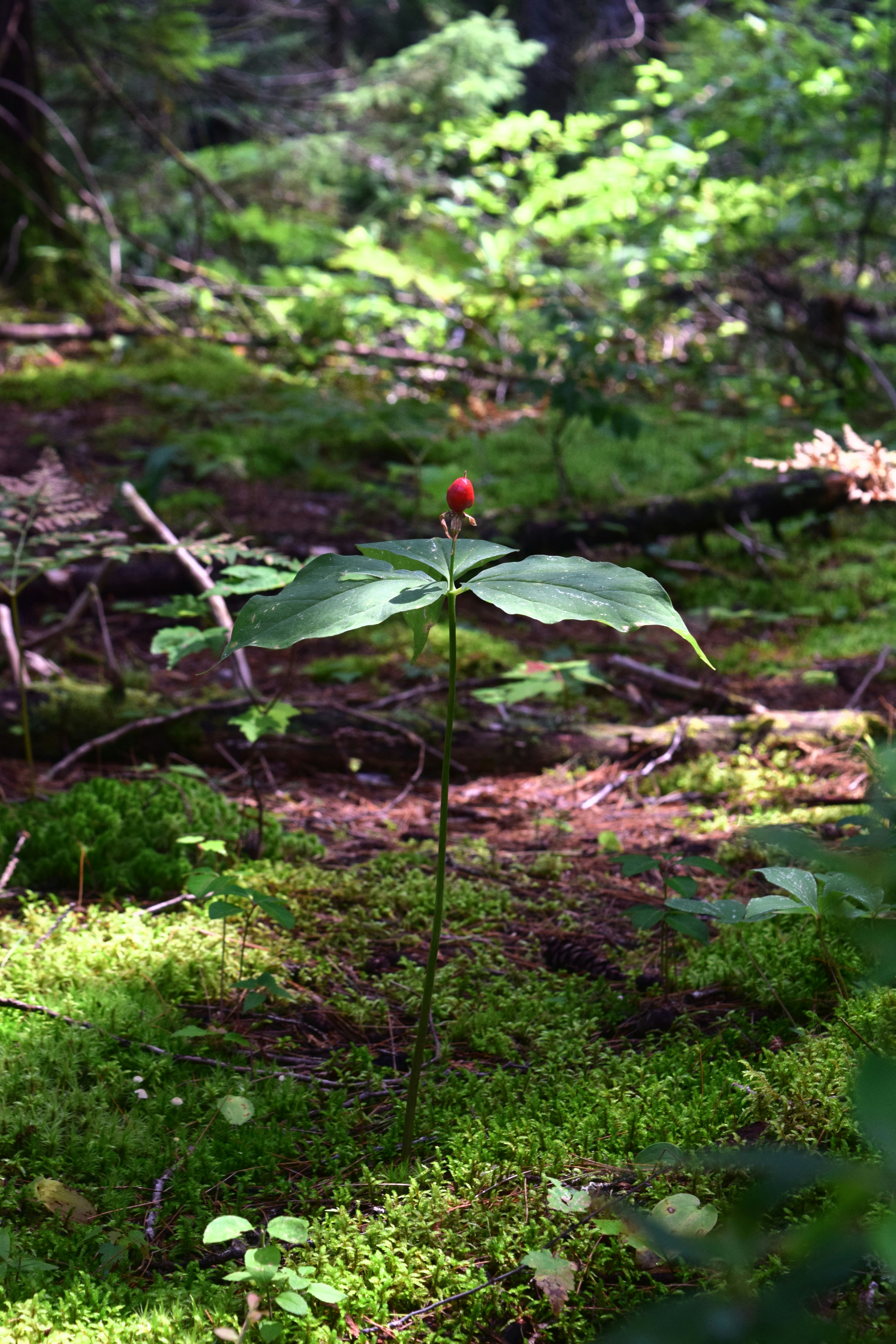 Crimson Berry Rising: A Lone Forest Sentinel