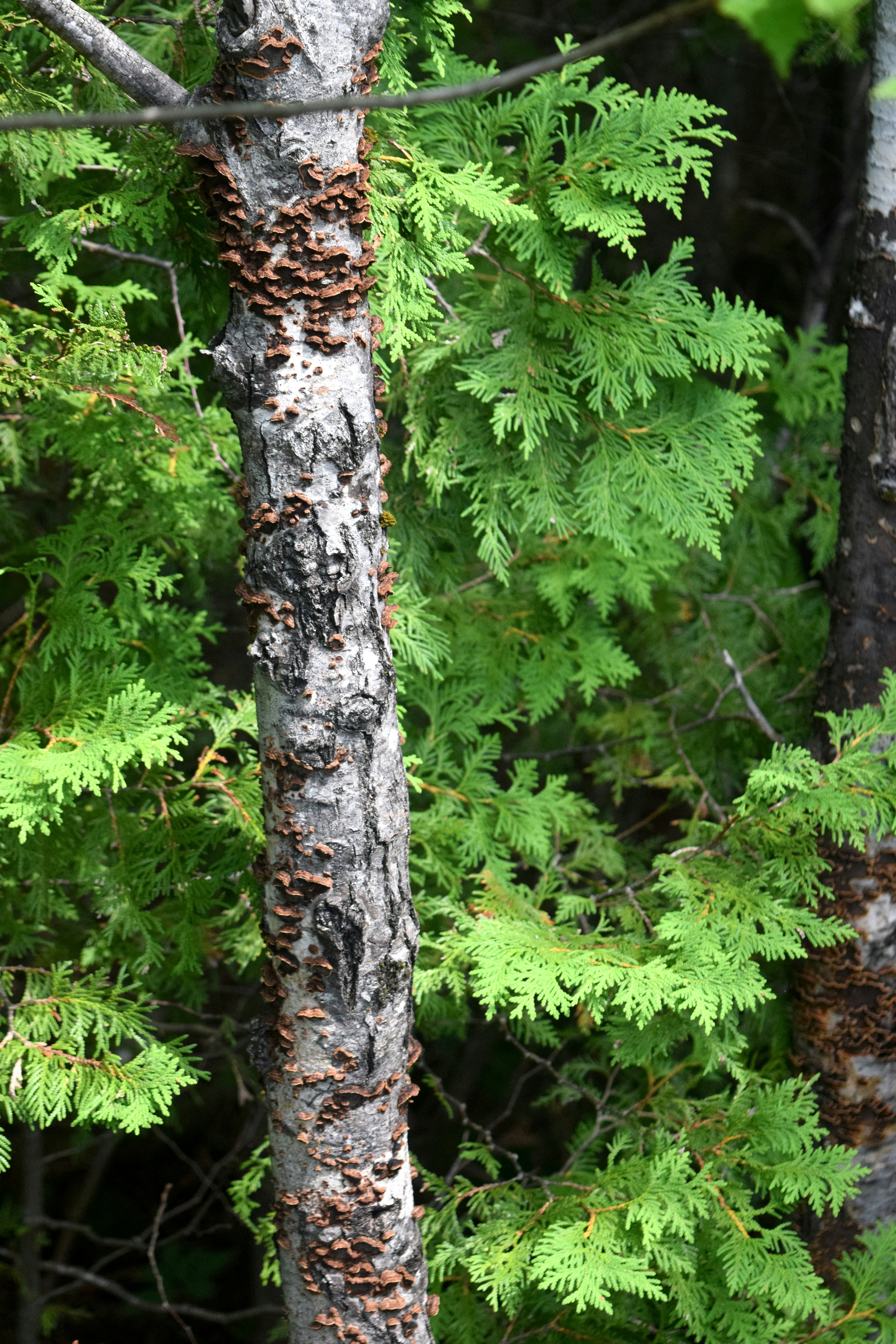 Photo by Jeanne Rouillard with Nikon D3300